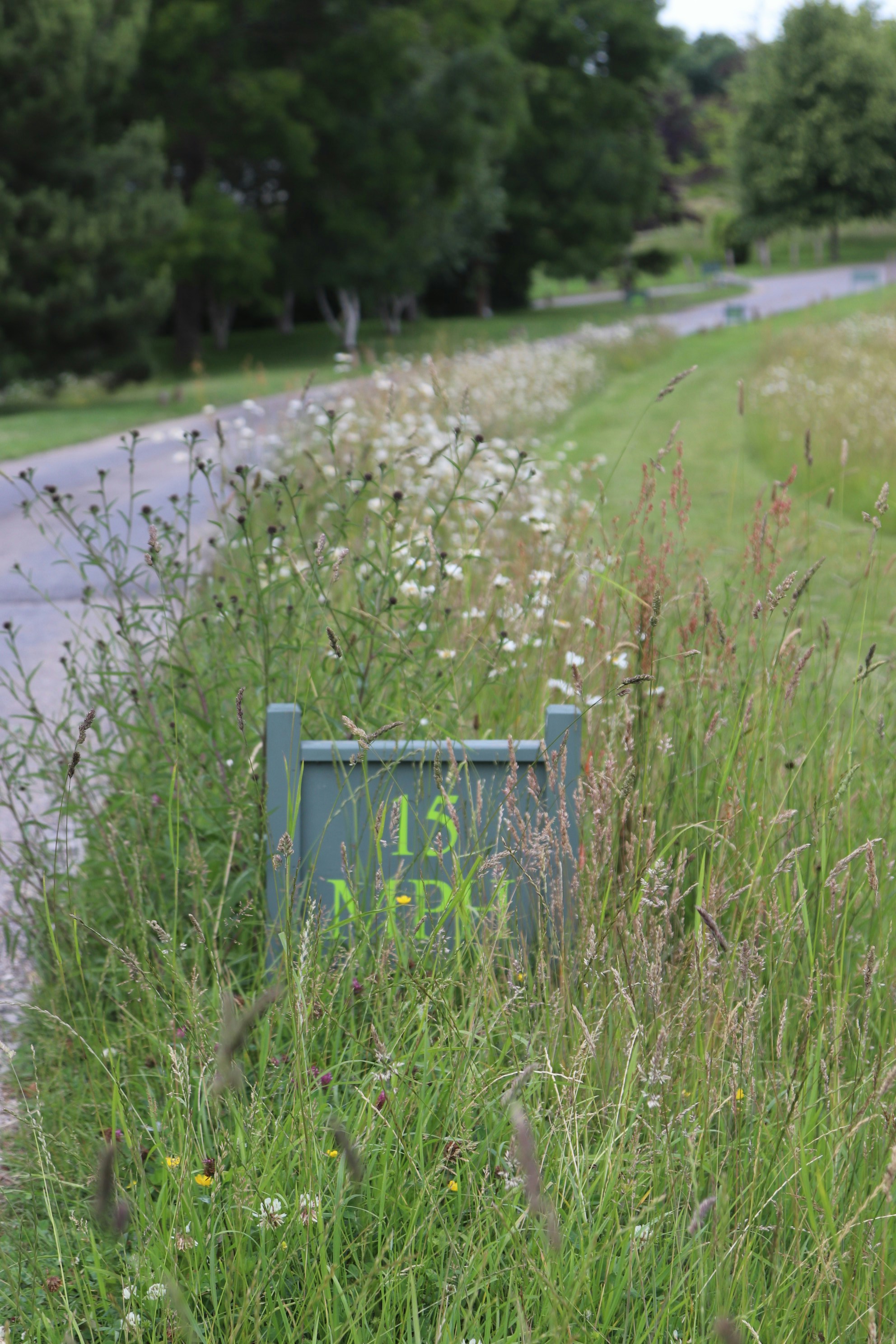 Overgrown Green Gate: A Sign Nearly Hidden by Wildflowers