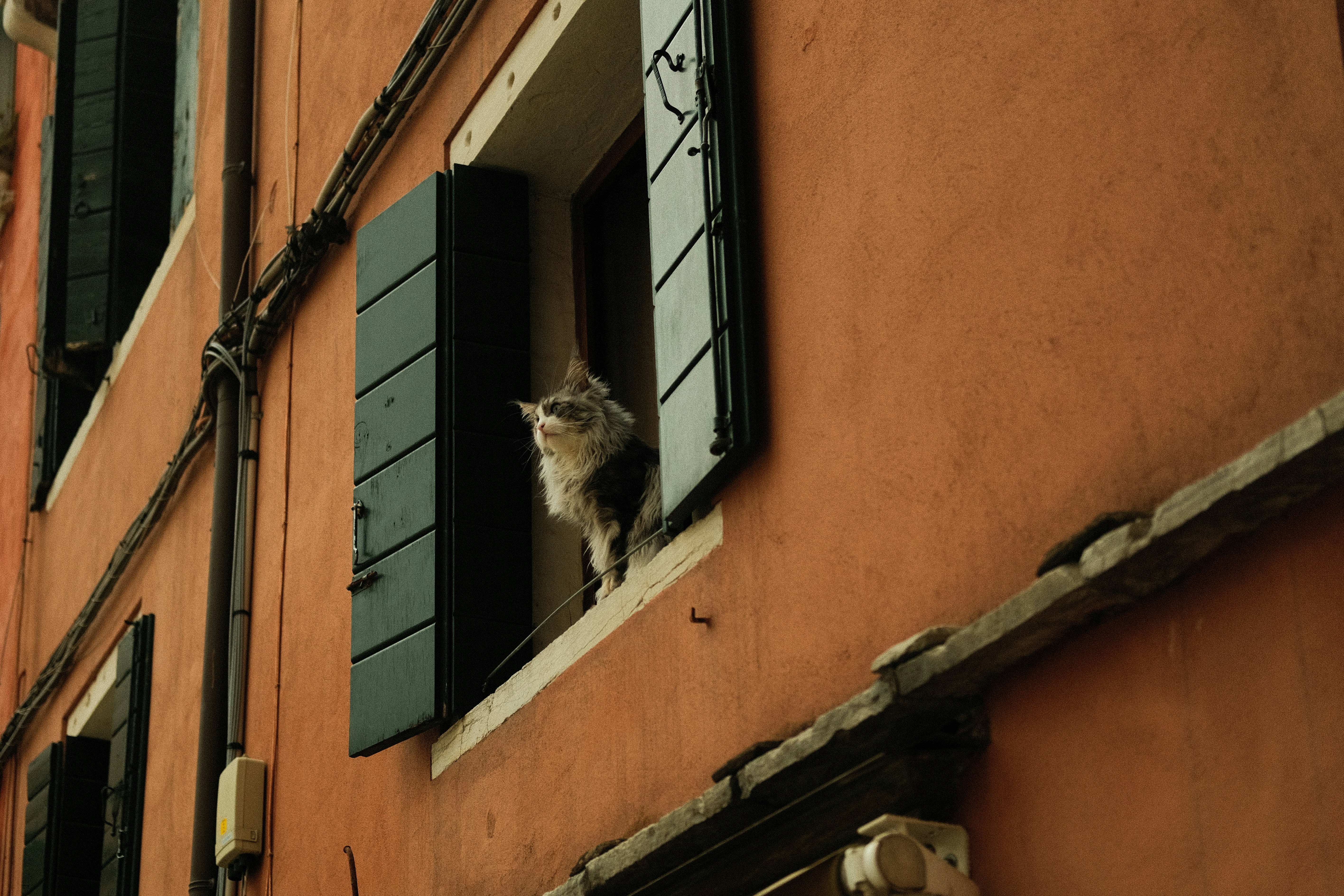 A curious cat peeks out from a window adorned with green shutters against a warm orange wall.