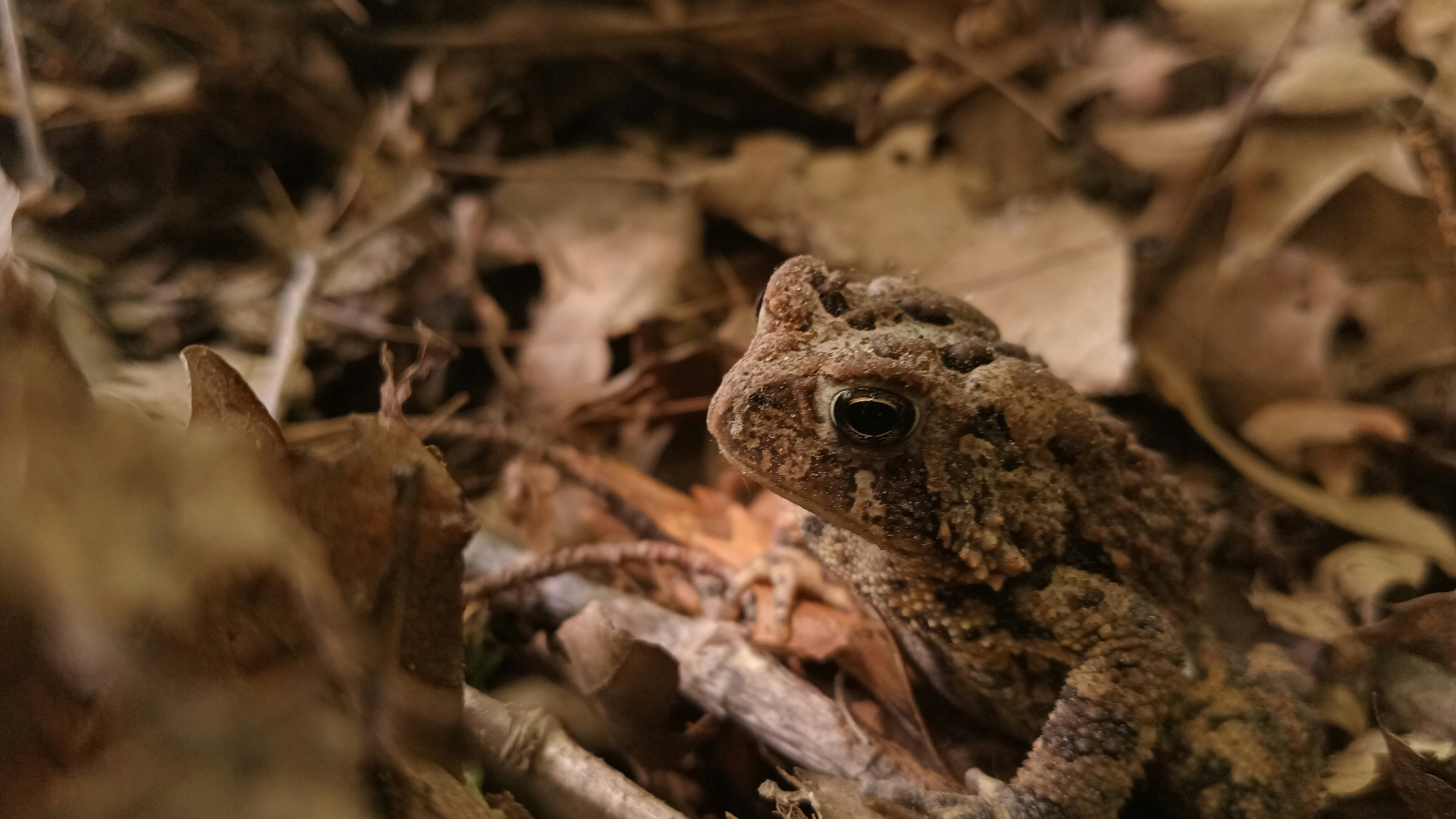 A toad camouflages in leaves.