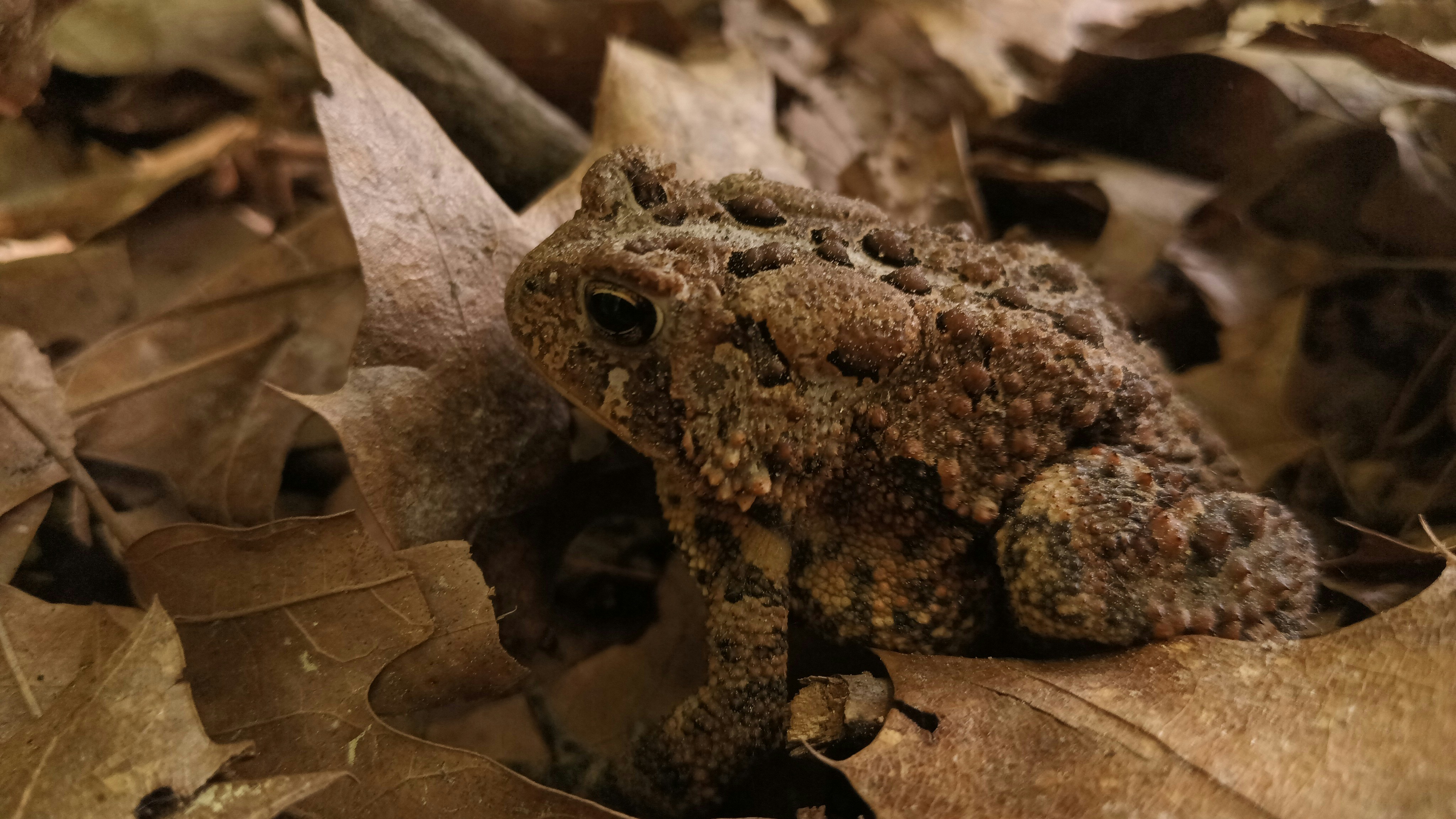 A toad is camouflaged among autumn leaves.