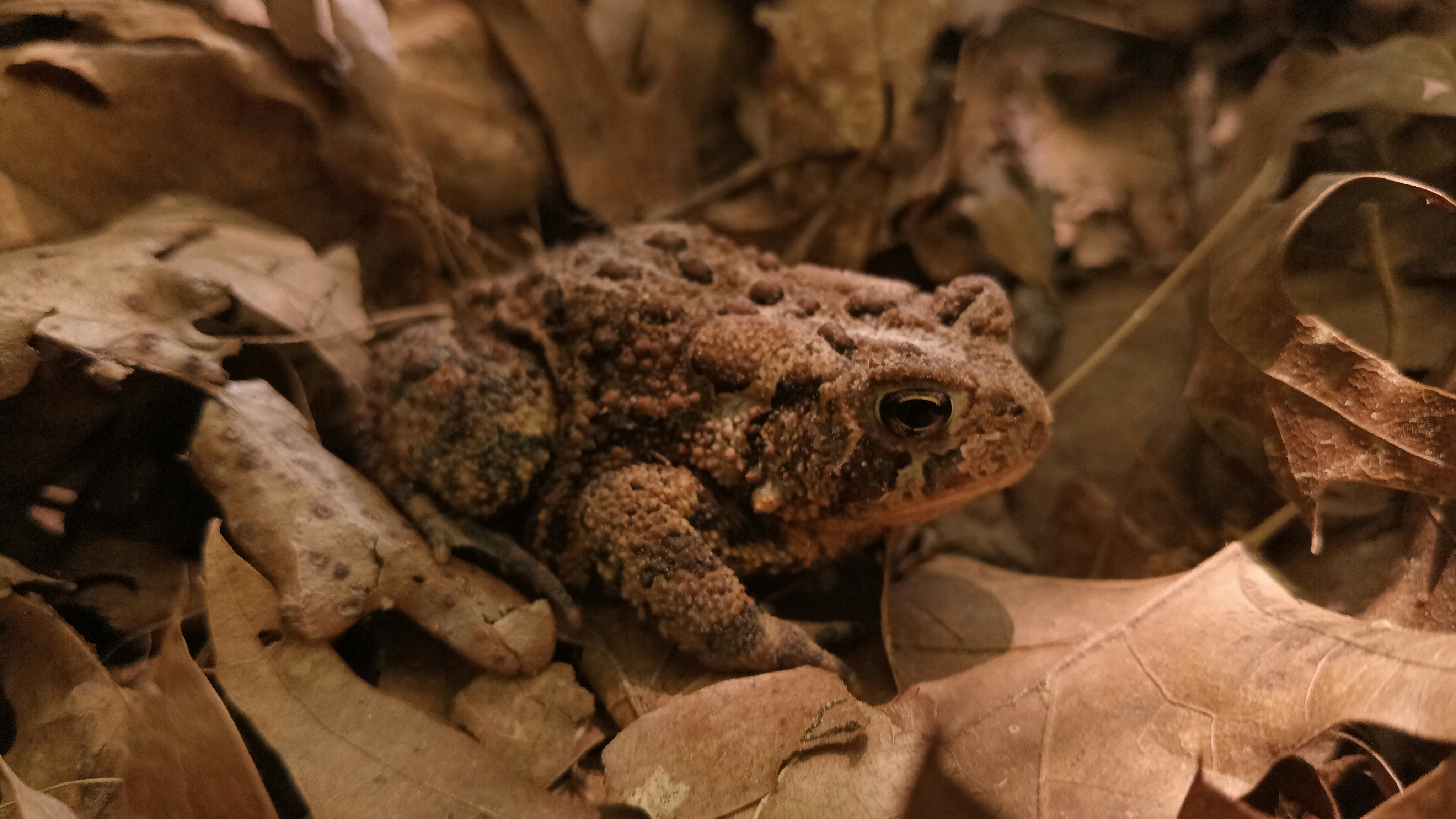 A toad resting among a bed of dried leaves, showcasing its natural camouflage in the forest floor. The intricate textures of the leaves and the toad's skin blend seamlessly.