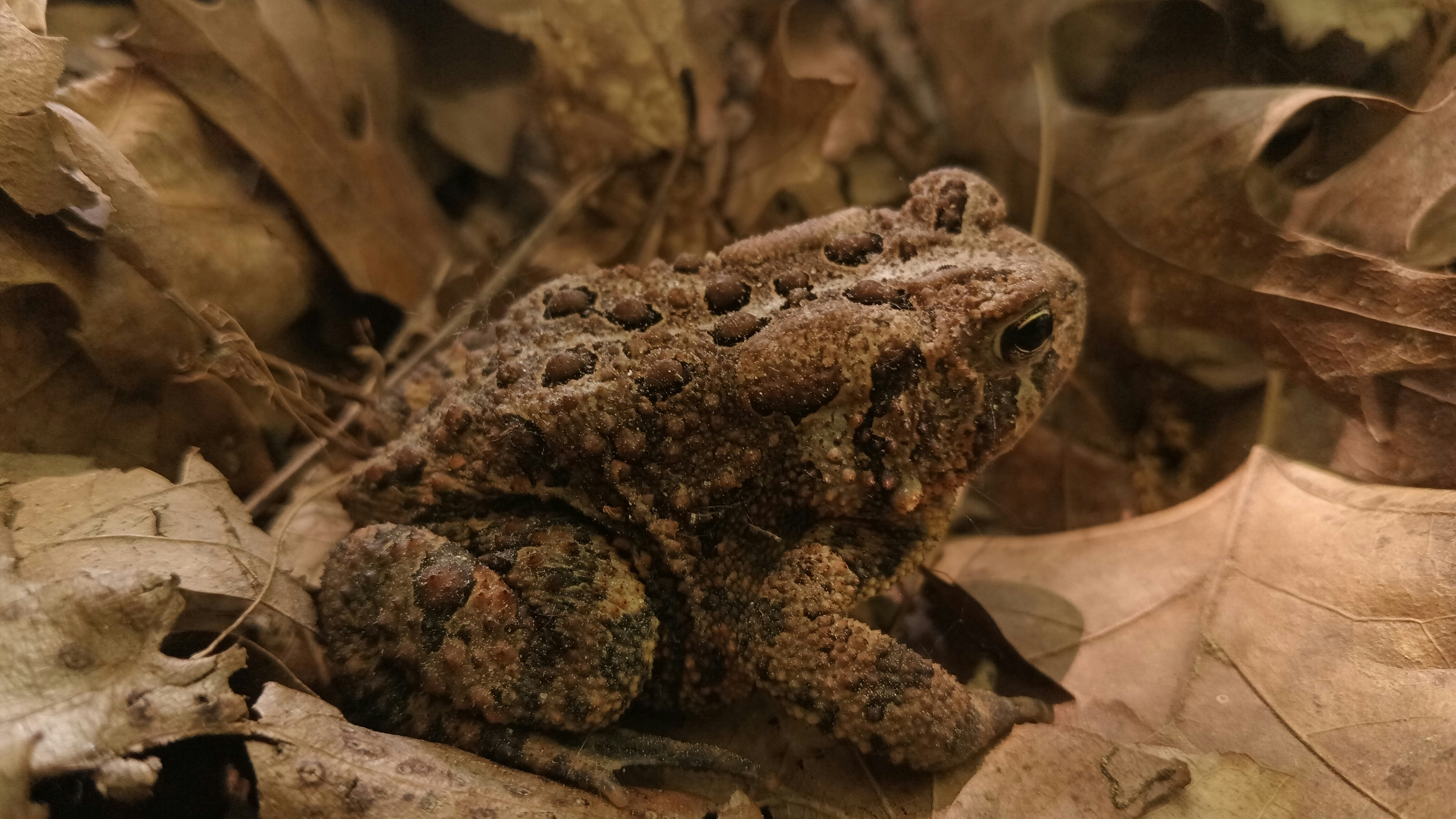 Autumn Leaf Armor: Macro Portrait of a Camouflaged Toad