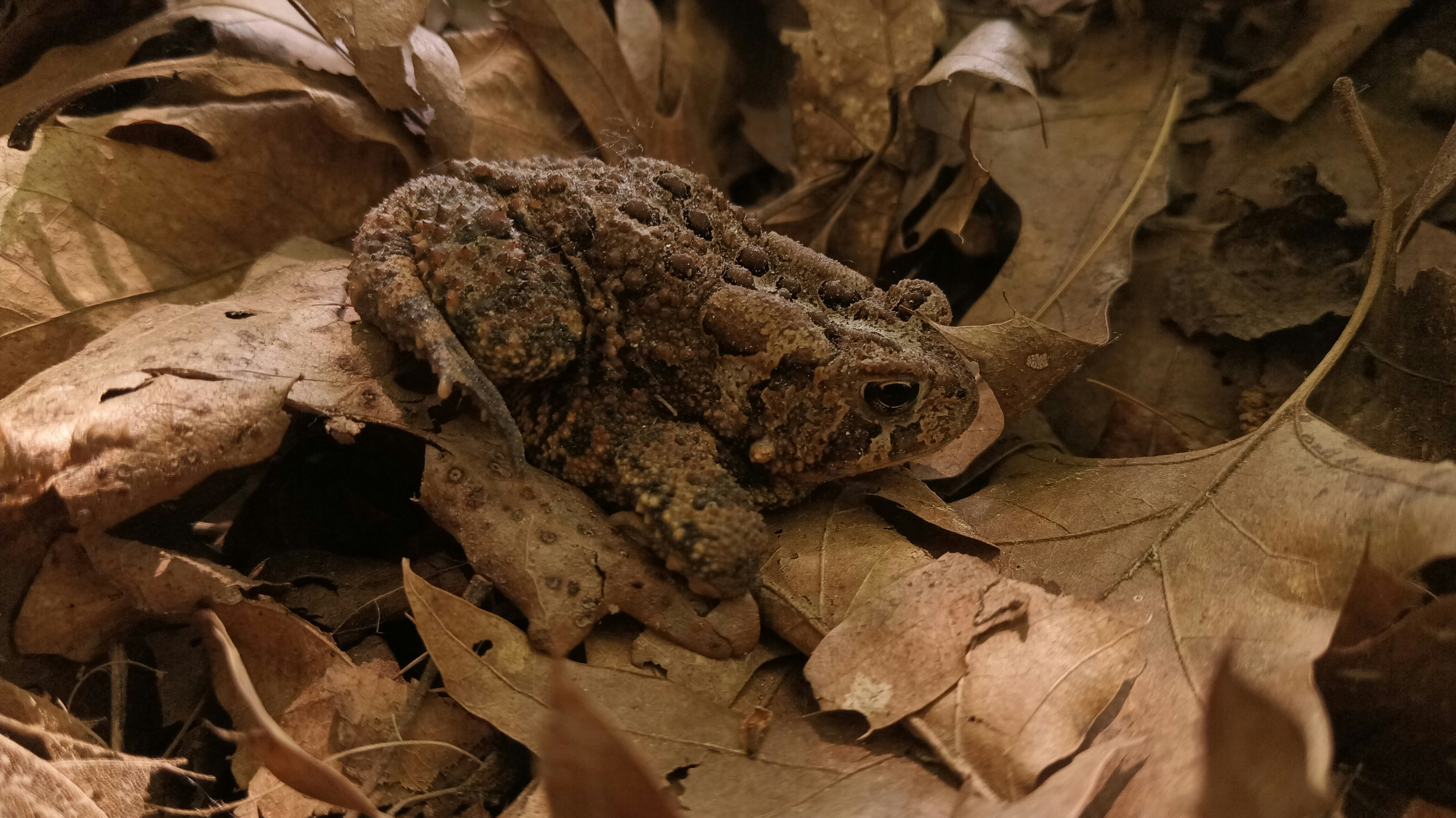 A toad sits camouflaged among brown leaves.