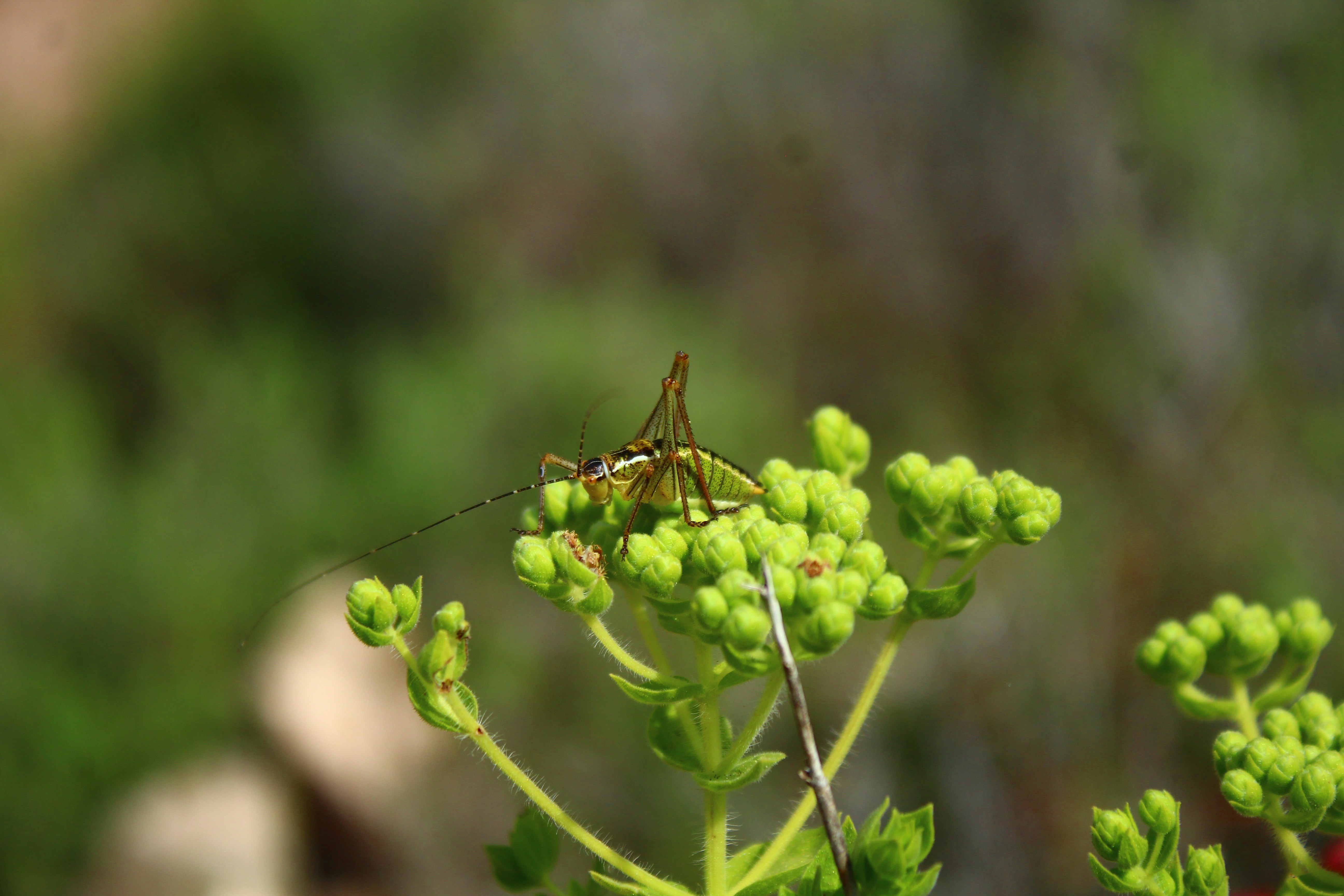 Copper-striped Praying Mantis on Fresh Spring Buds