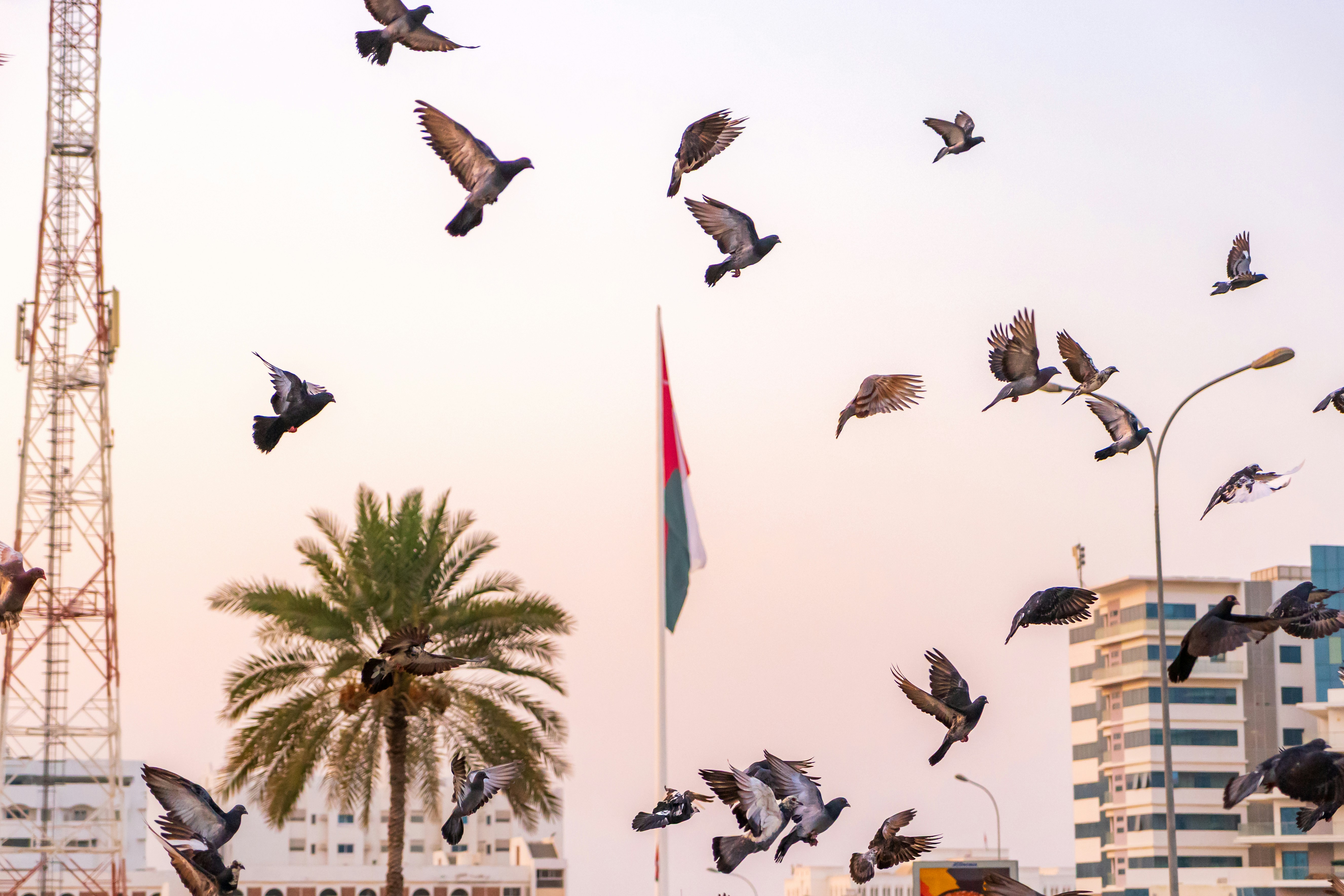 Flagpole in Flight: Pigeons Over a Palm-Studded Cityscape at Dusk
