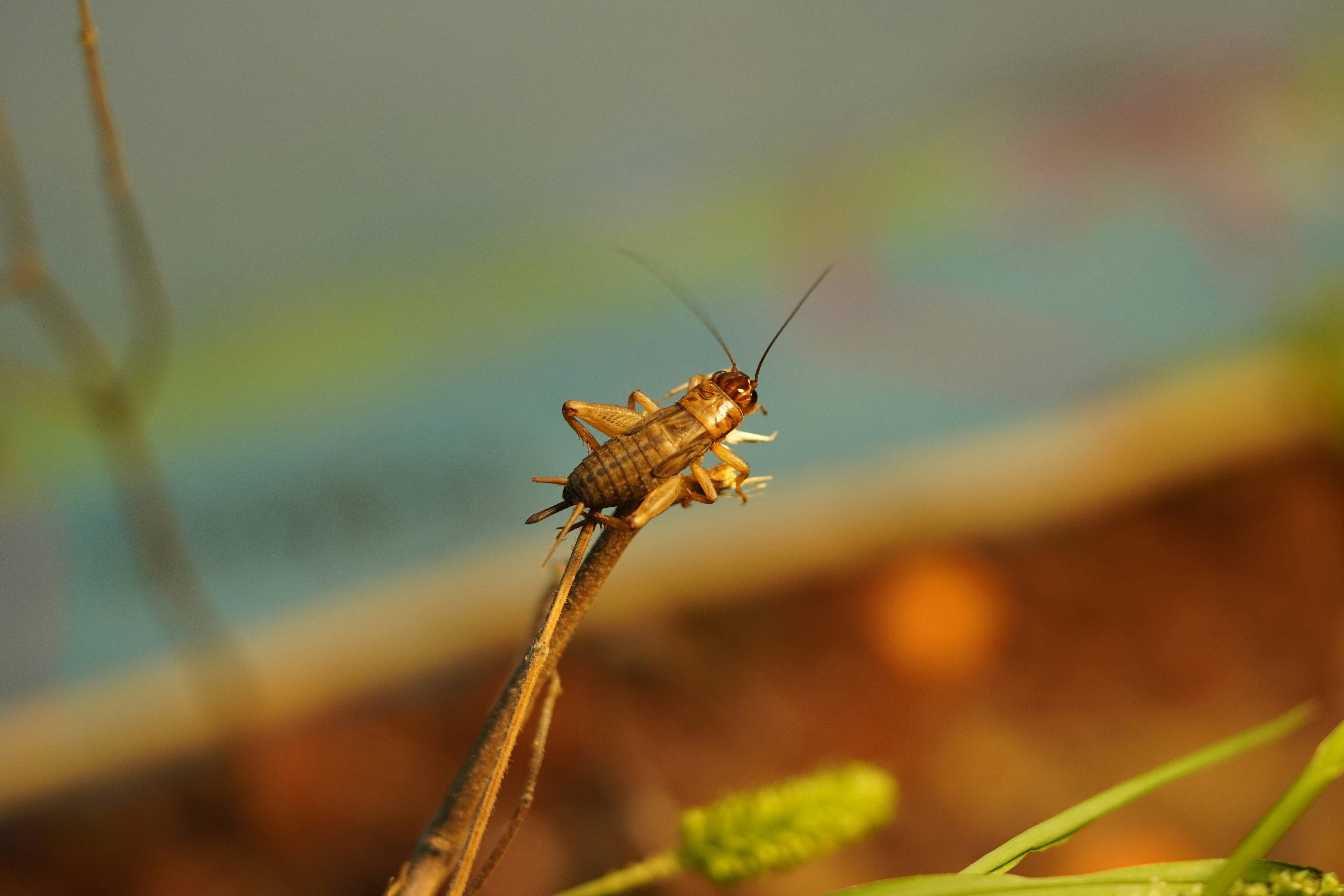 Nature's Tiny Acrobat: A Grasshopper's Perch