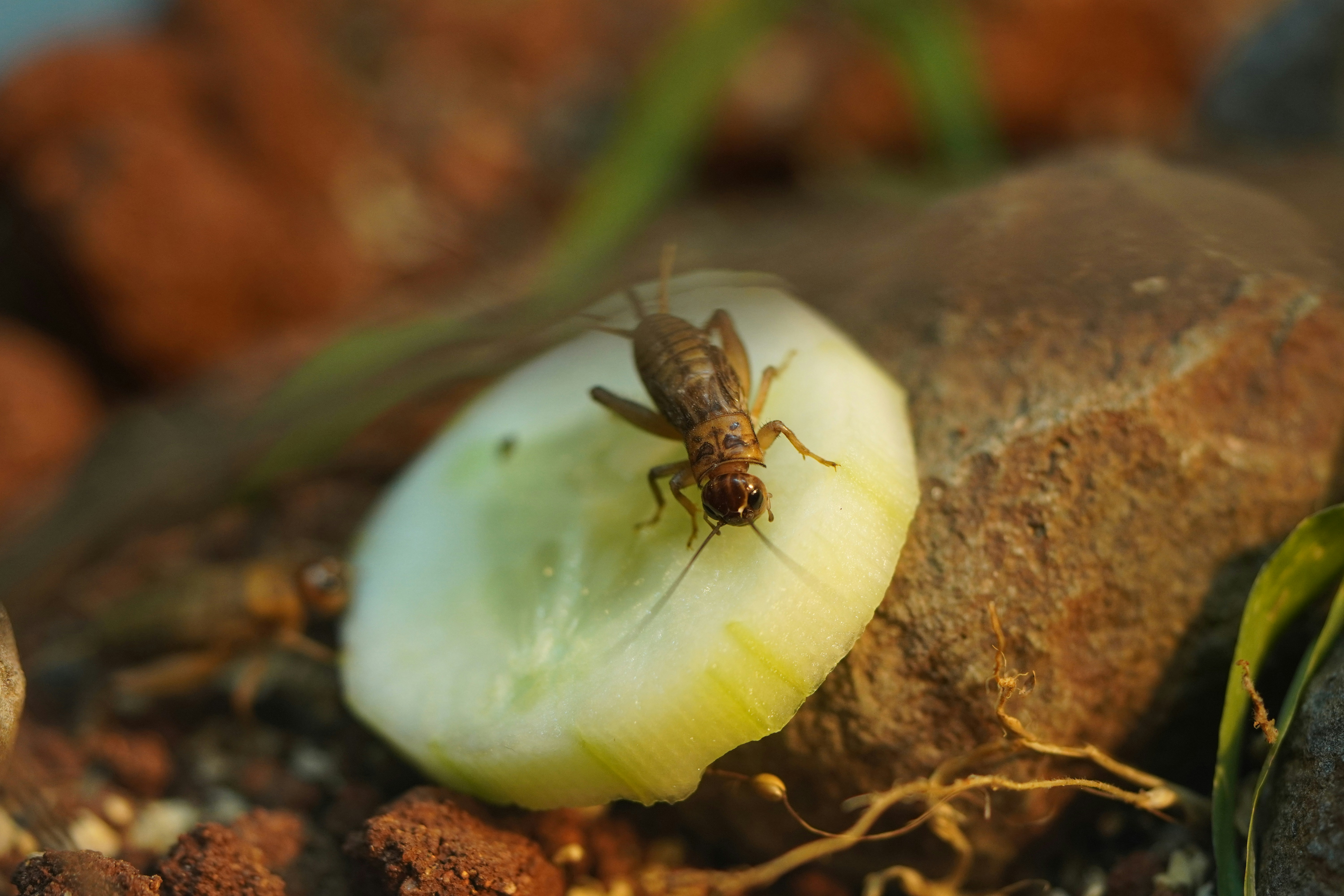 Close‑up of a tiny insect on a pale mushroom cap in gritty soil