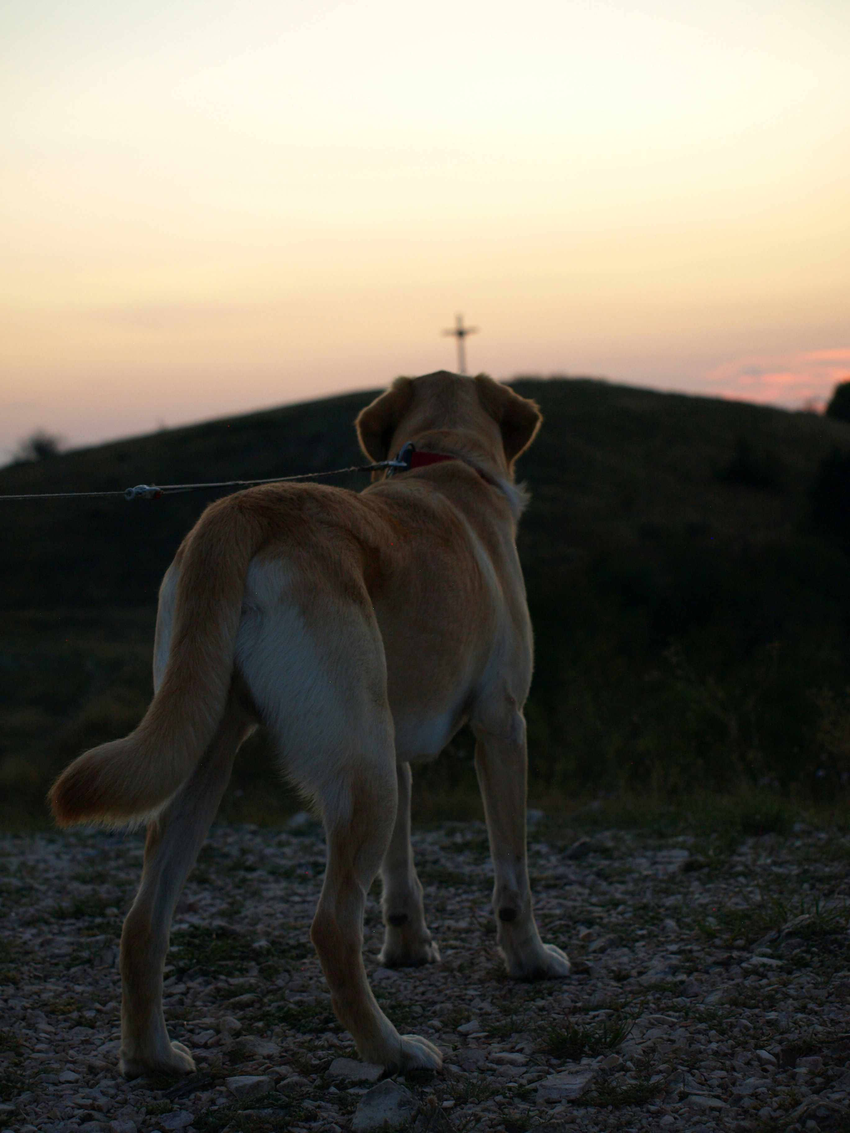 A tan dog on a leash stands on a rocky path at sunset, gazing toward a distant hill crowned with a cross.