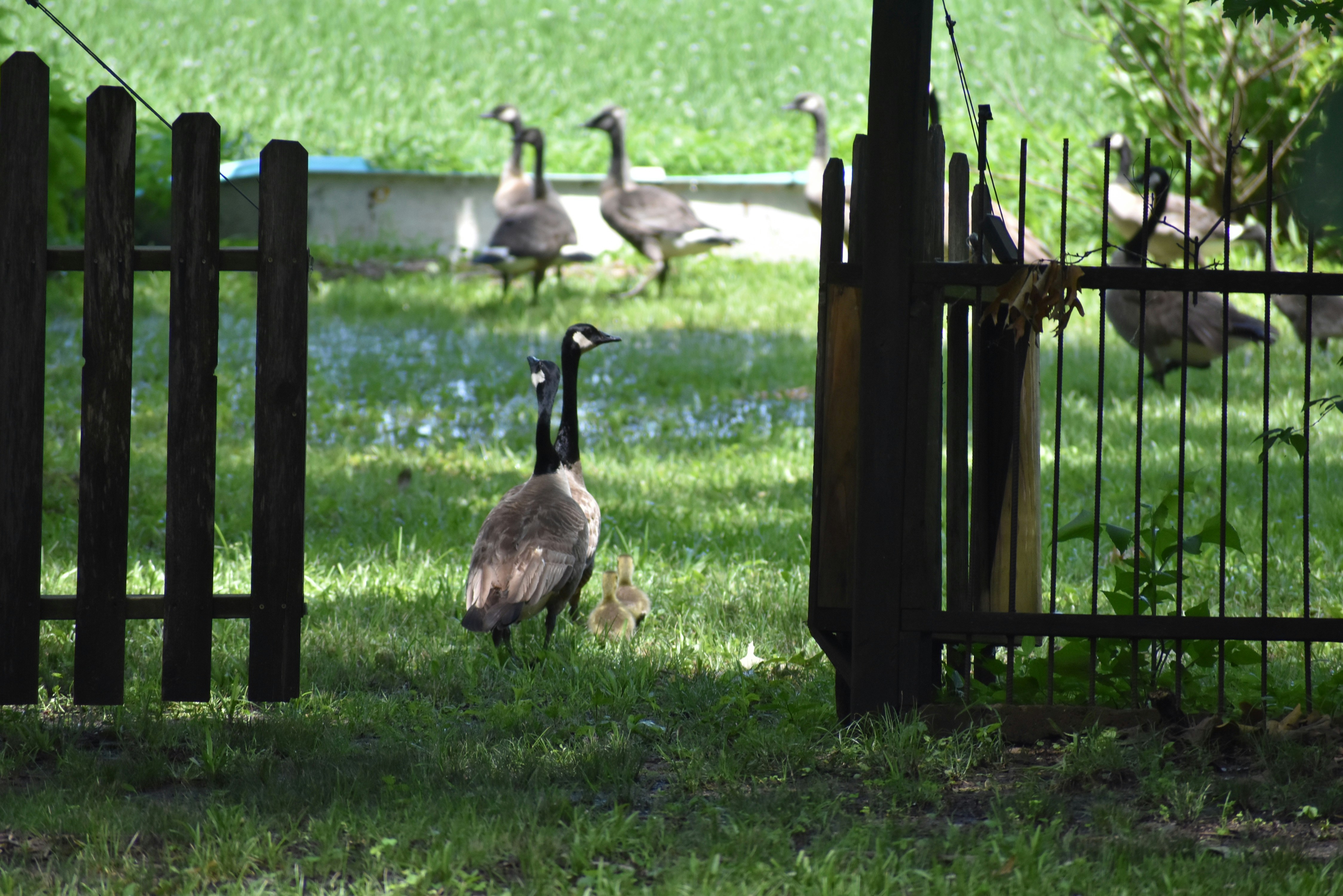 A Family Gathering in the Green
