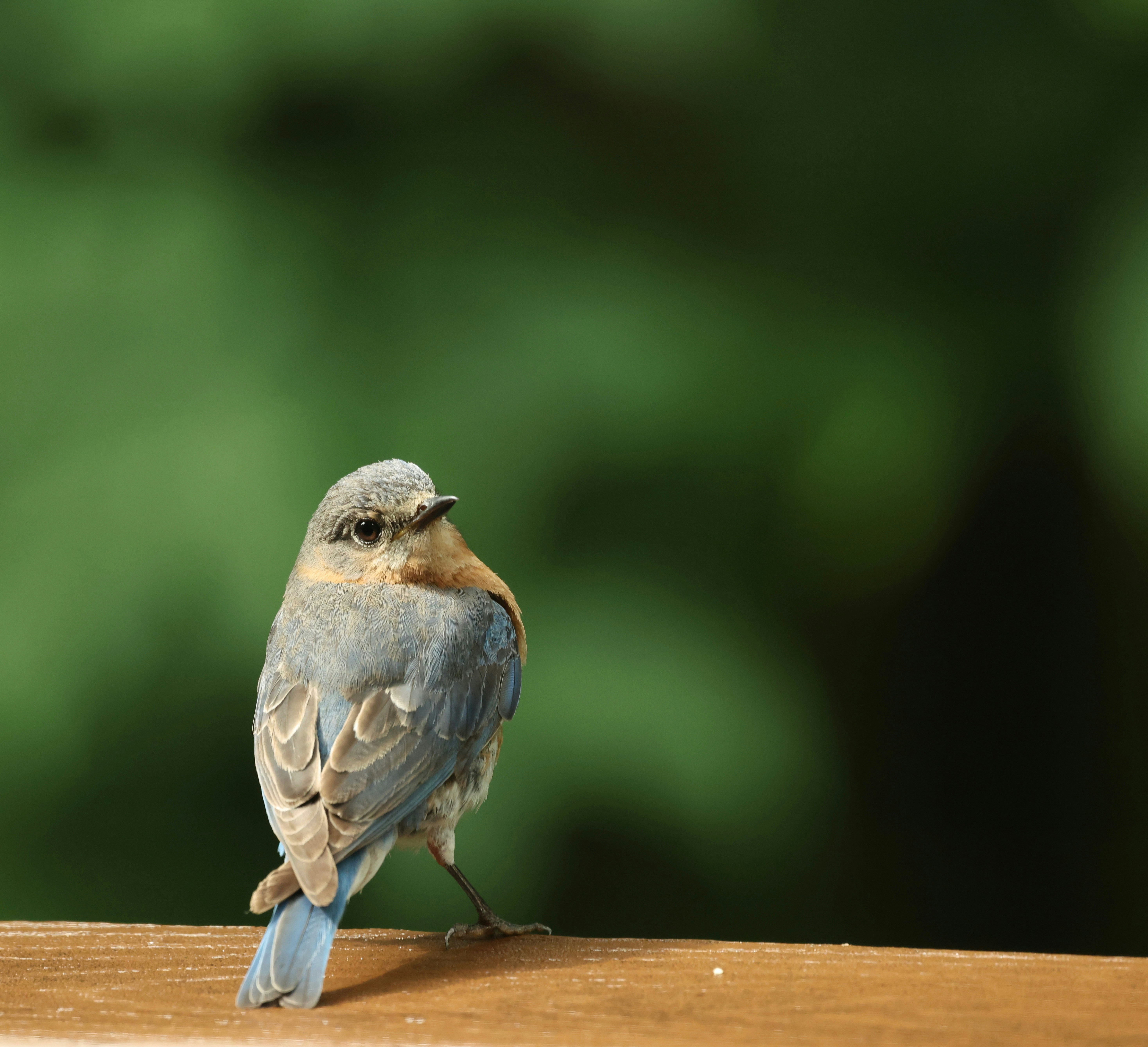 Female bluebird | A bluebird perched on a wooden surface.