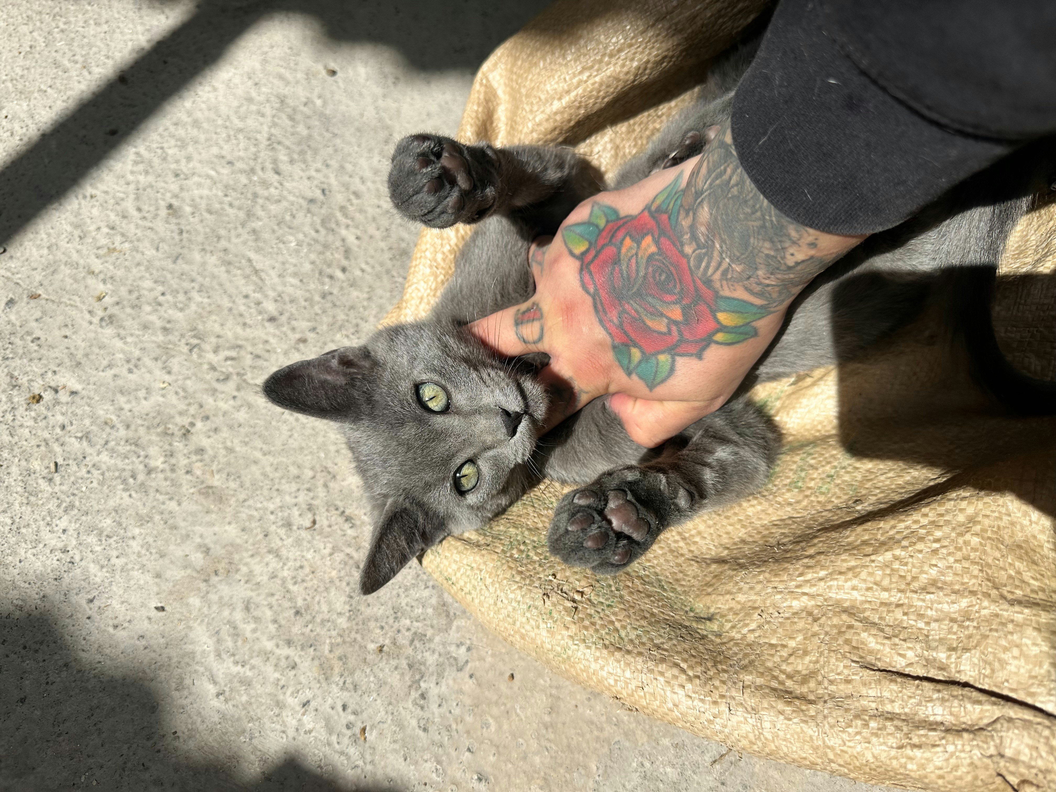 Emerald-eyed Cat Cradled in Burlap by a Tattooed Hand