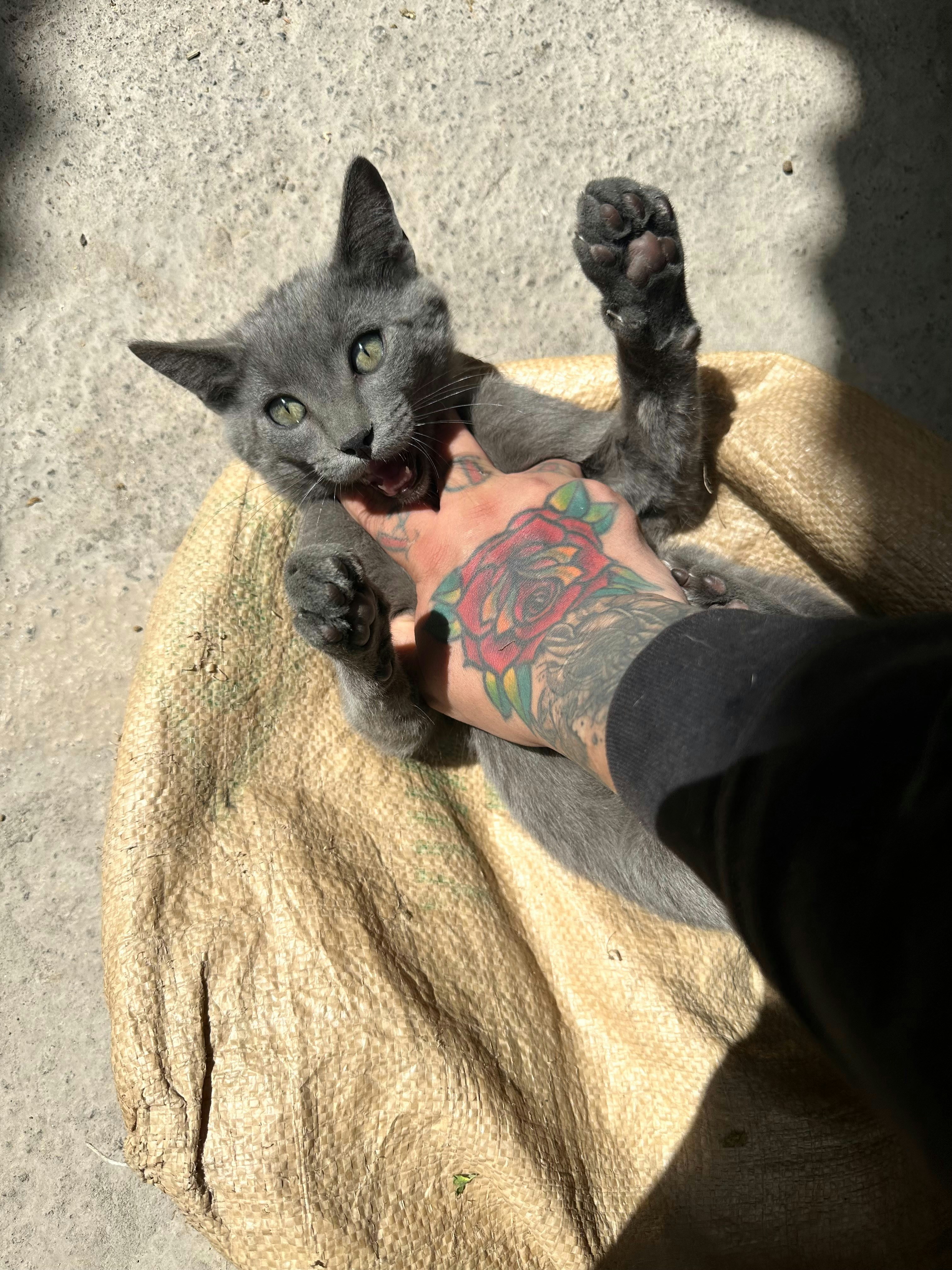 Tattooed Hand Loves a Grinning Cat