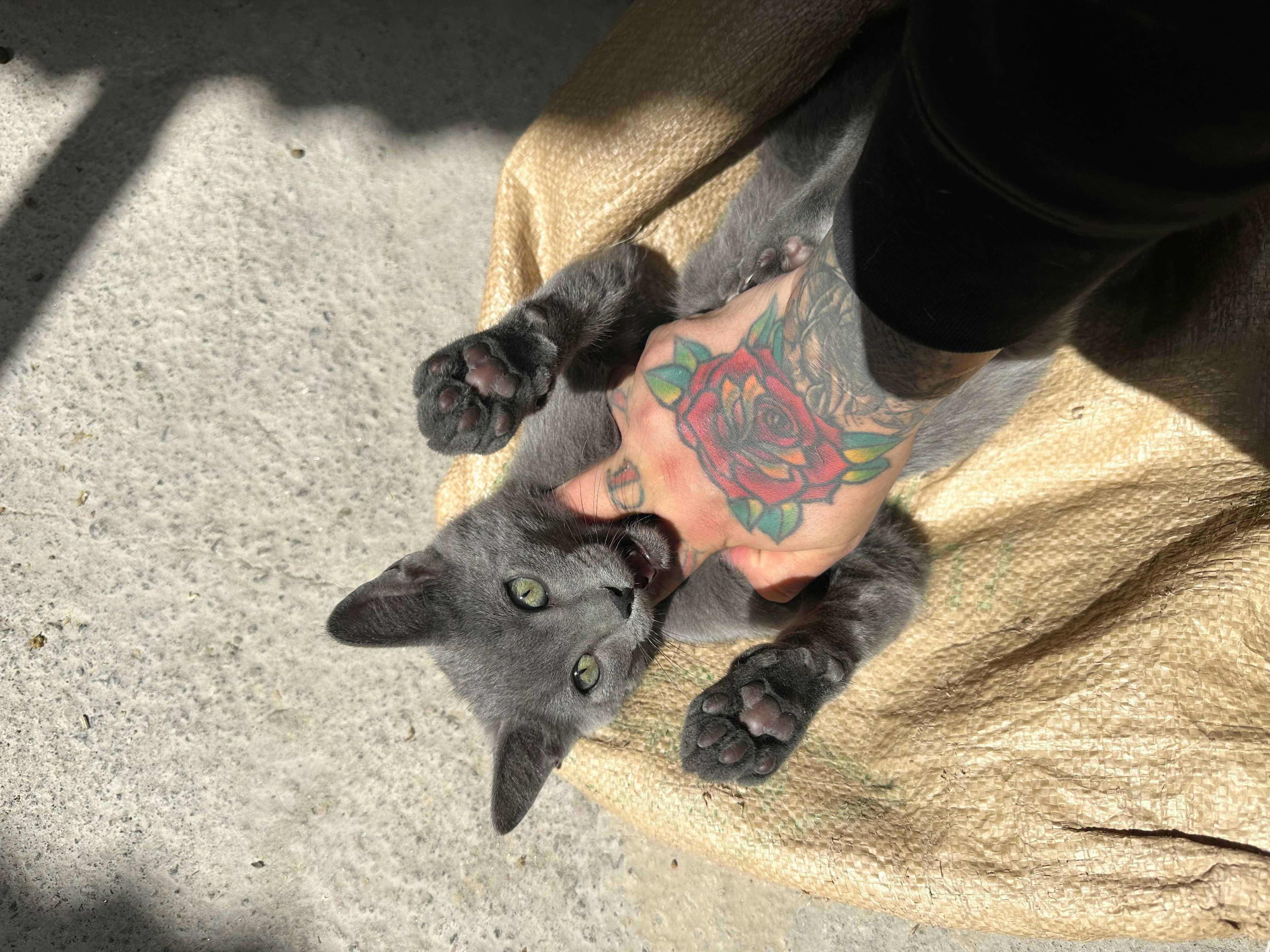 Whiskered Playfulness: A Feline Encounter