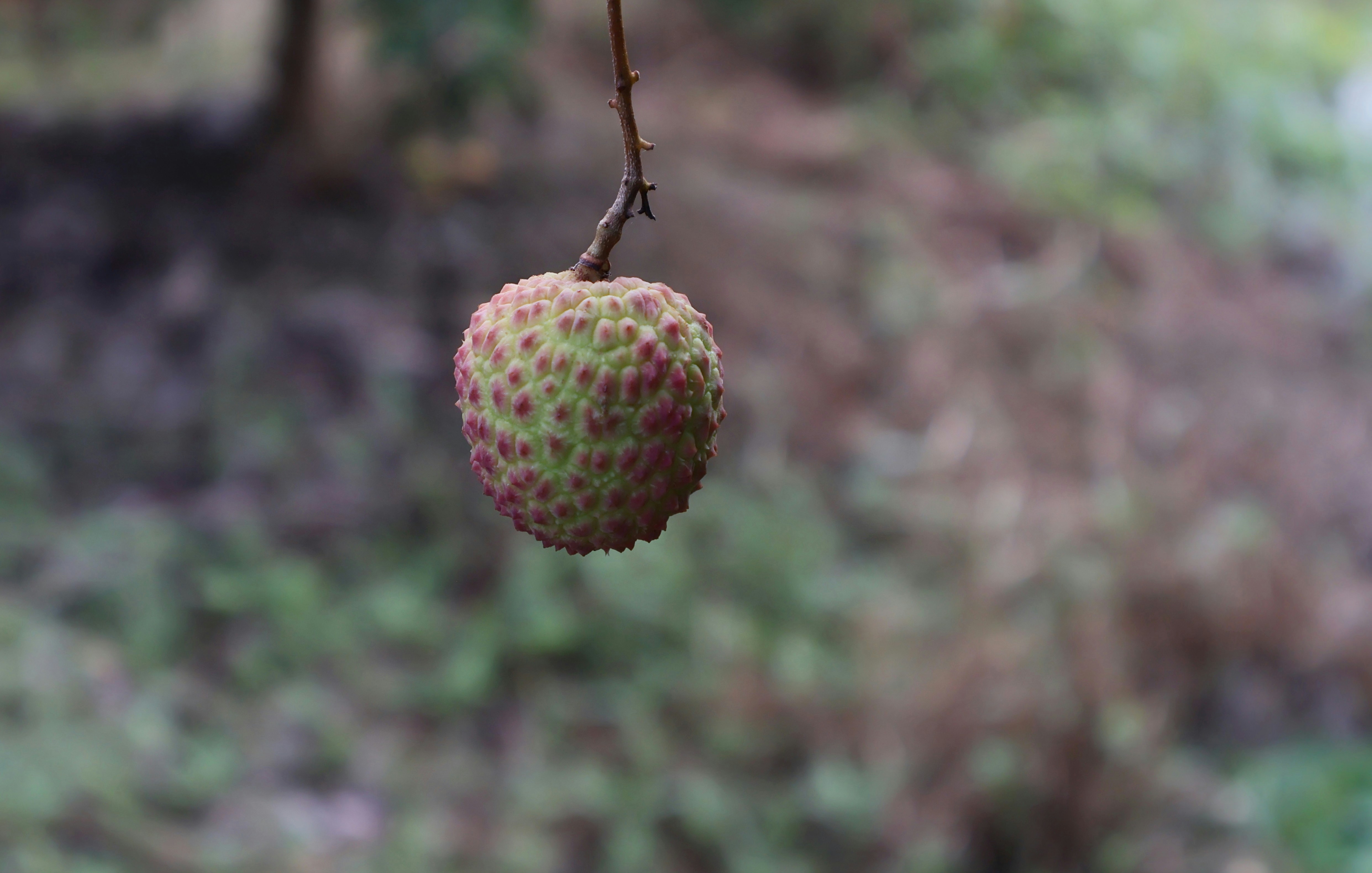 Lizhi, the queen of sweet summer fruits | A single lychee fruit hanging from a branch.