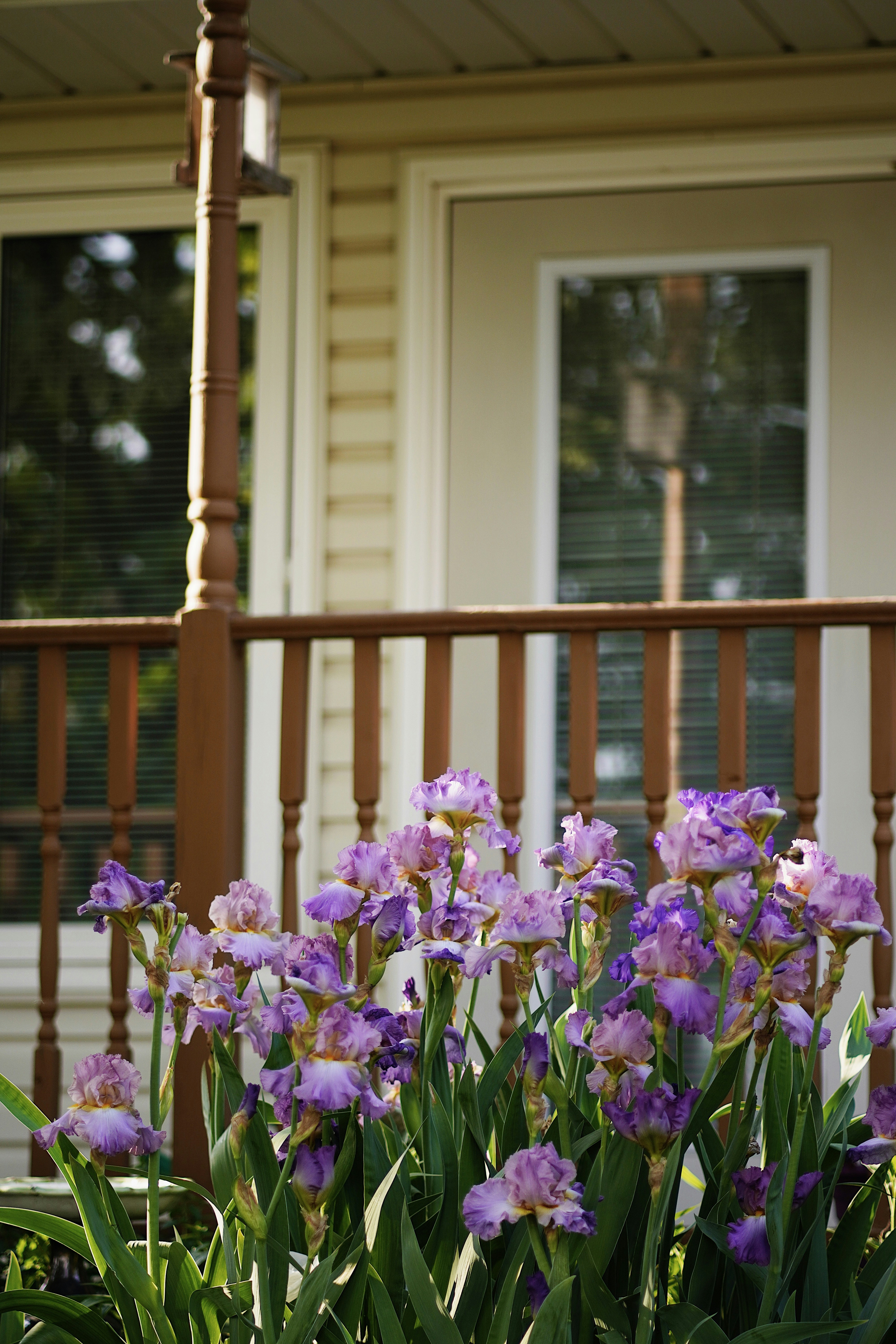 Purple Iris Border at a Sunny Veranda