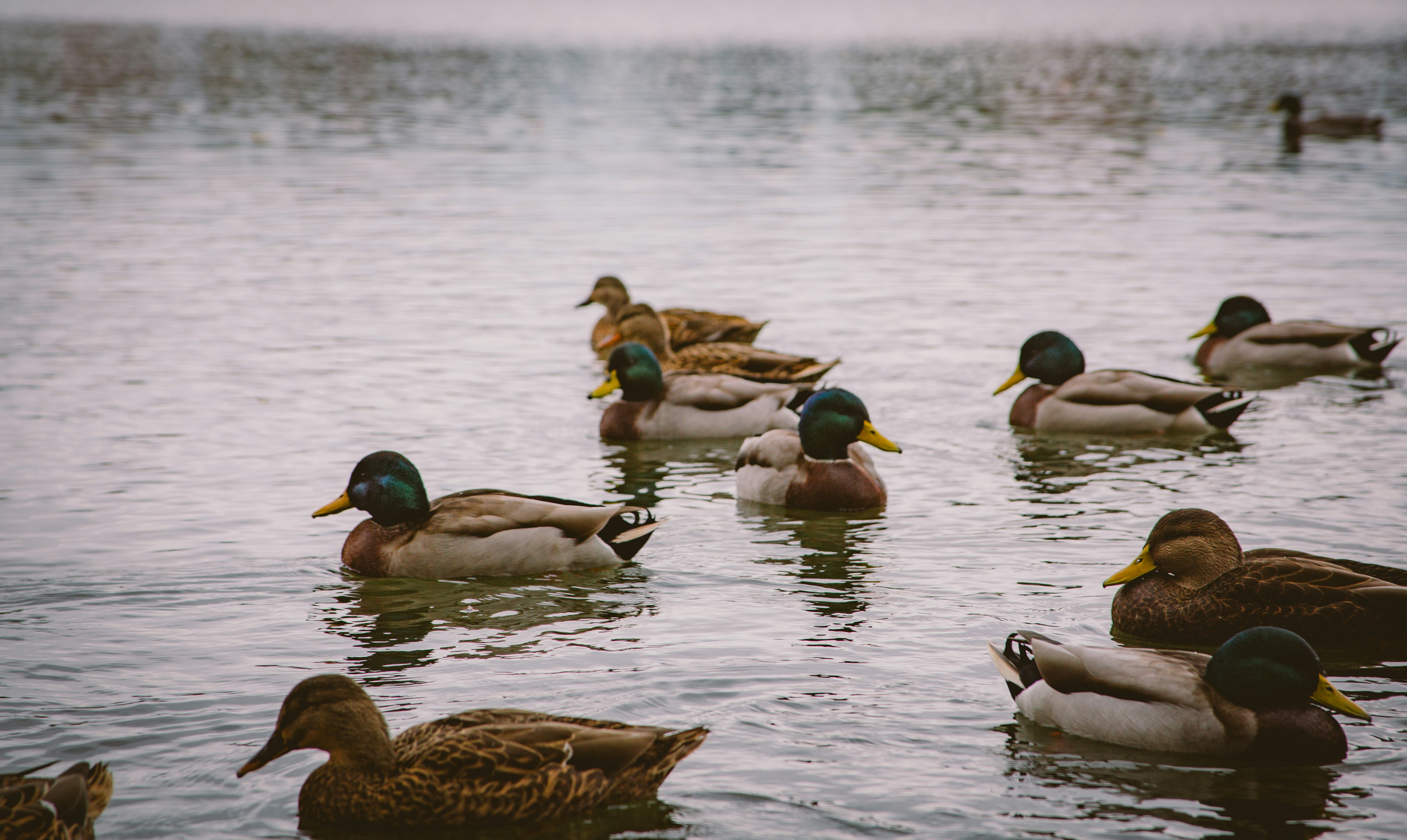 Serene Gathering of Waterfowl