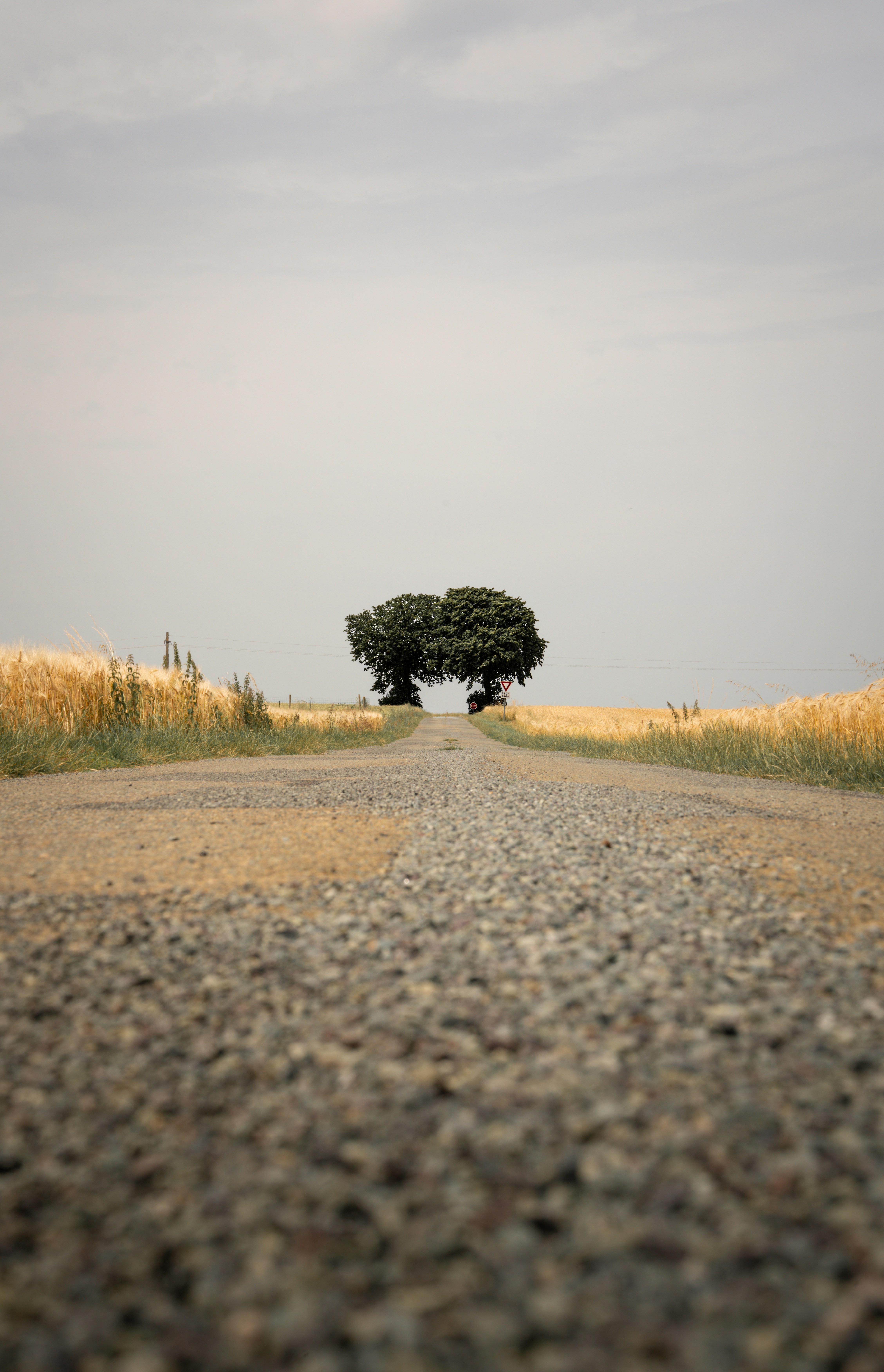 Road leads to a tree in the distance.