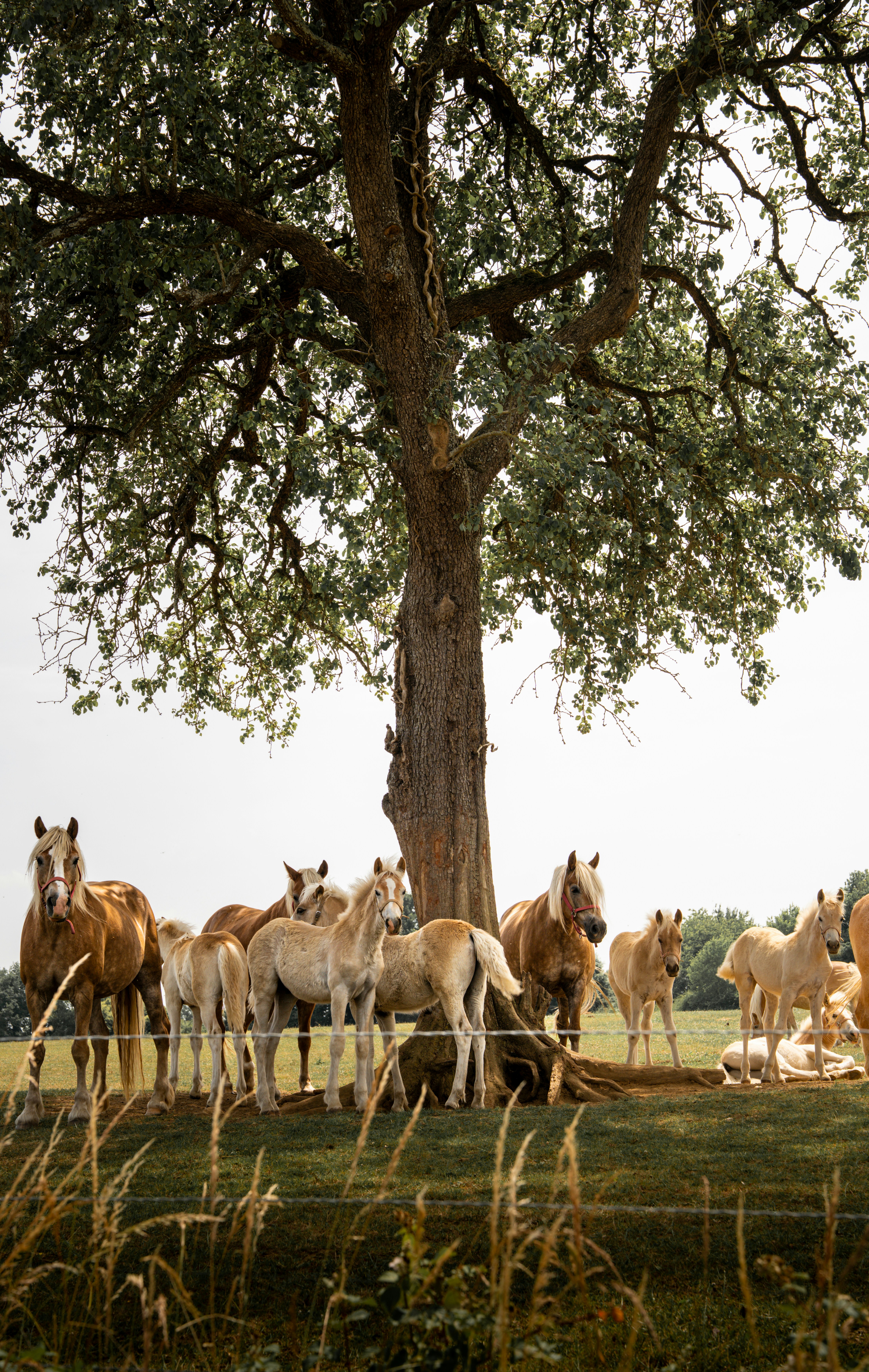 Shade of the Oak: Herd at the Foot of a Quiet Giant