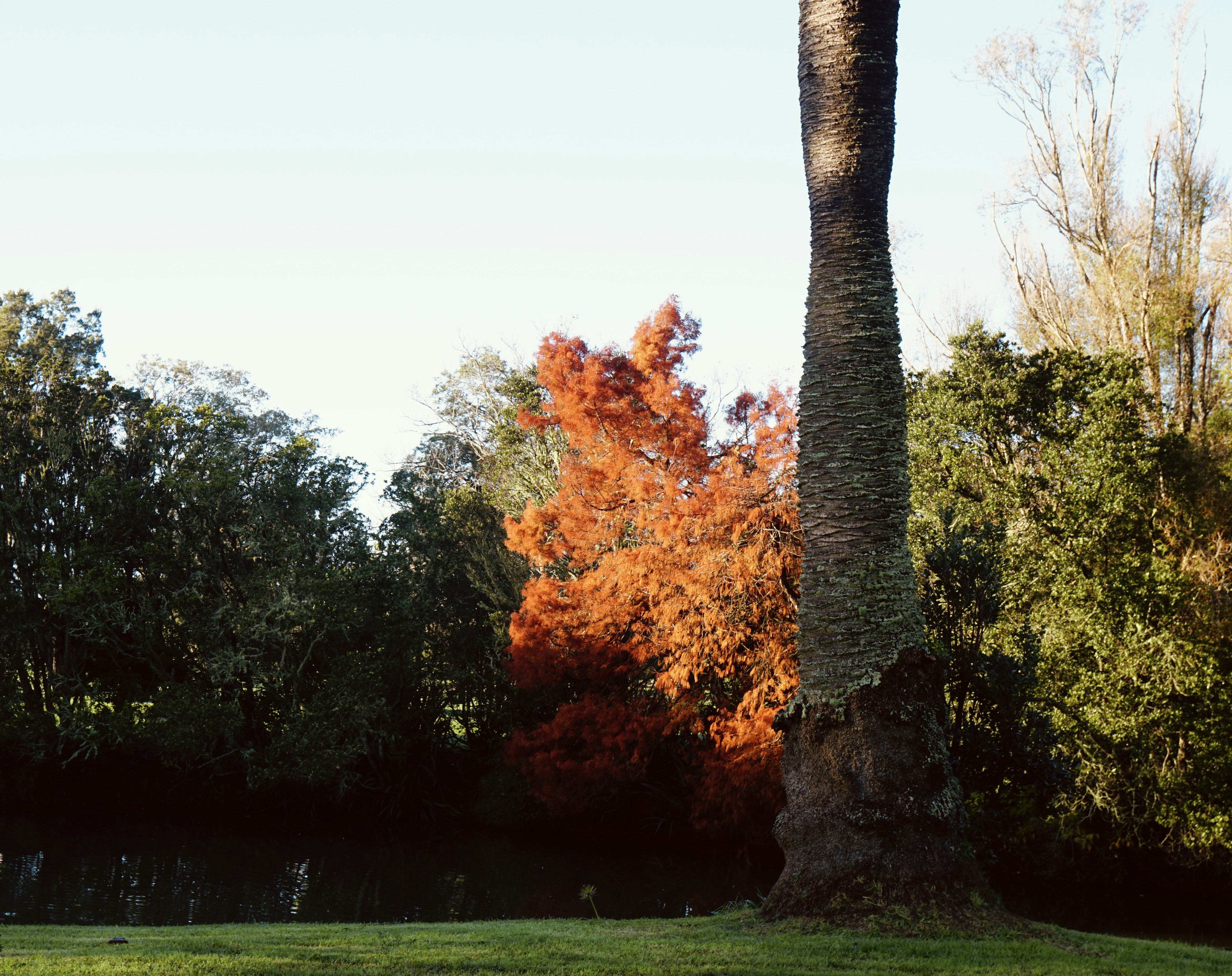 Autumn's Embrace by the Waterway