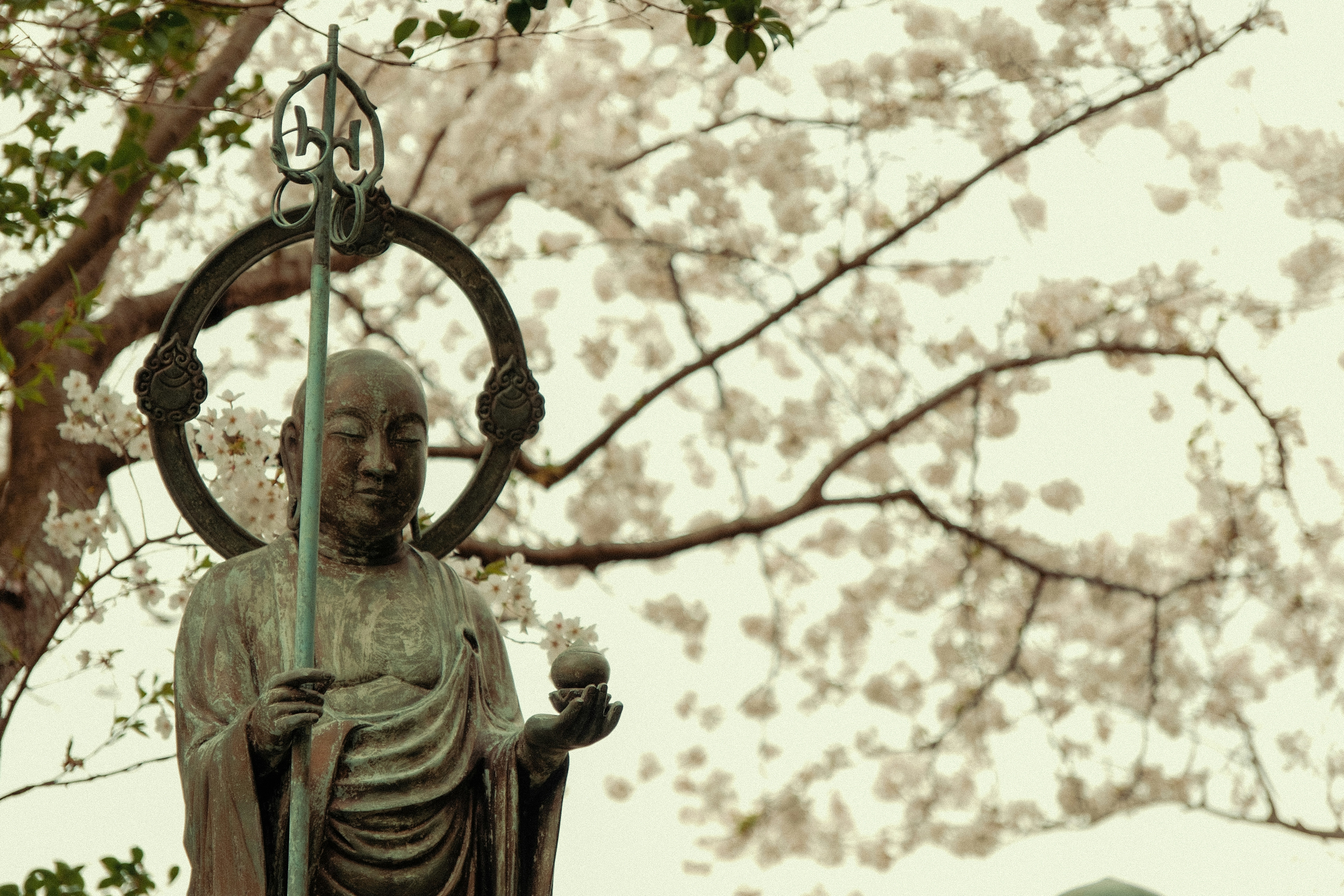 Serenity Amidst Blossoms