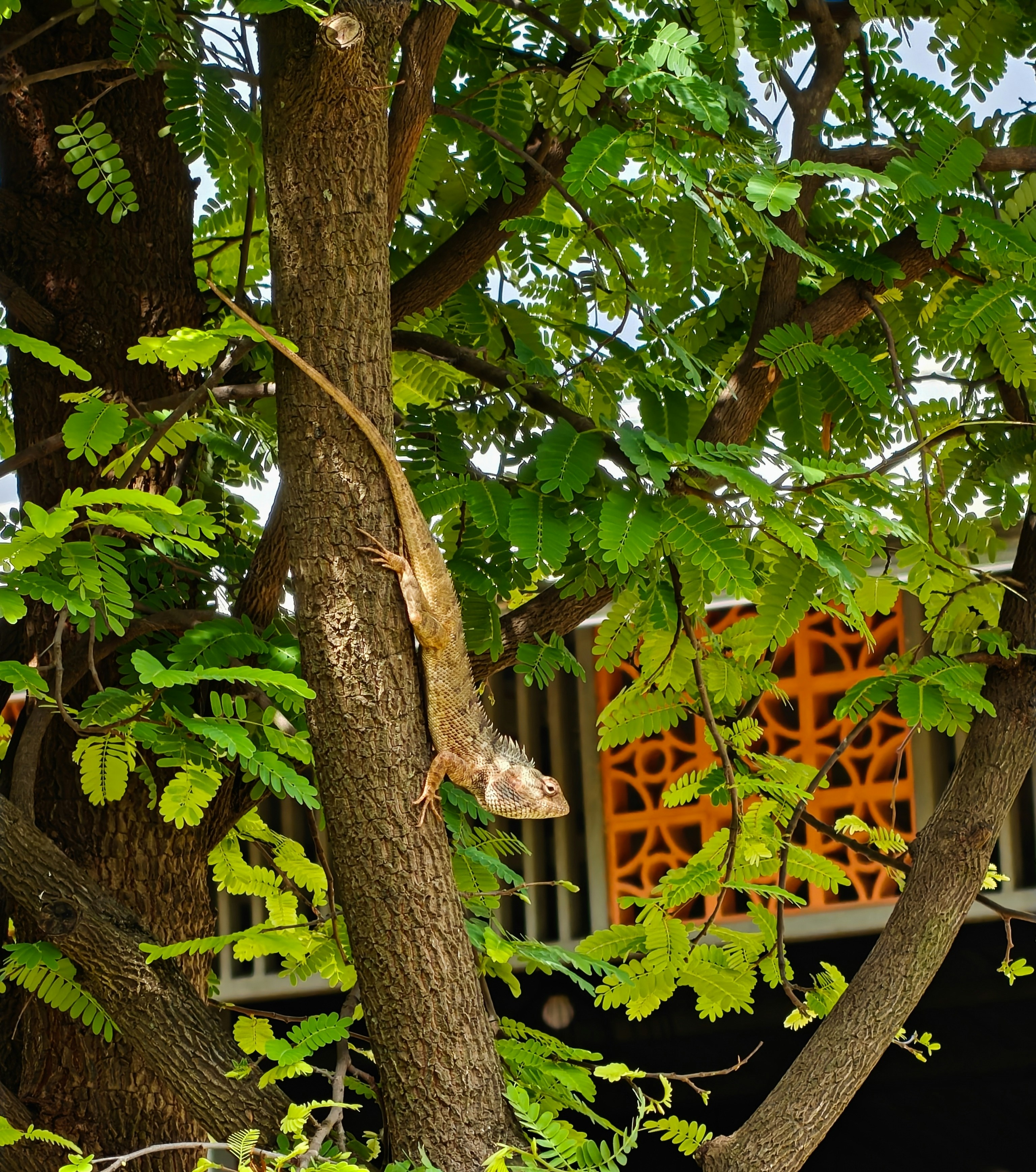 A lizard climbs a tree with green leaves.