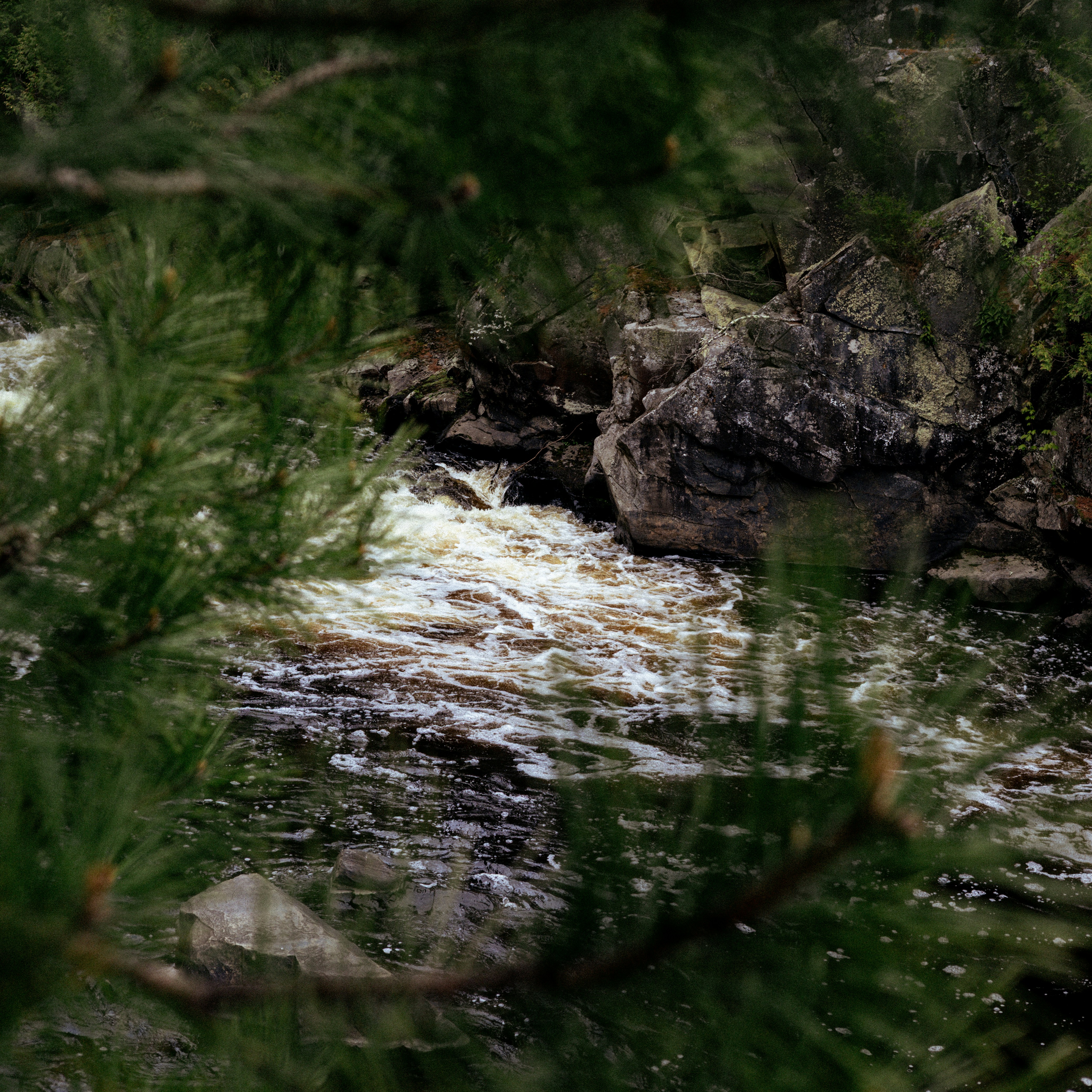 rapids through the trees | Rushing water flows through rocks and foliage.