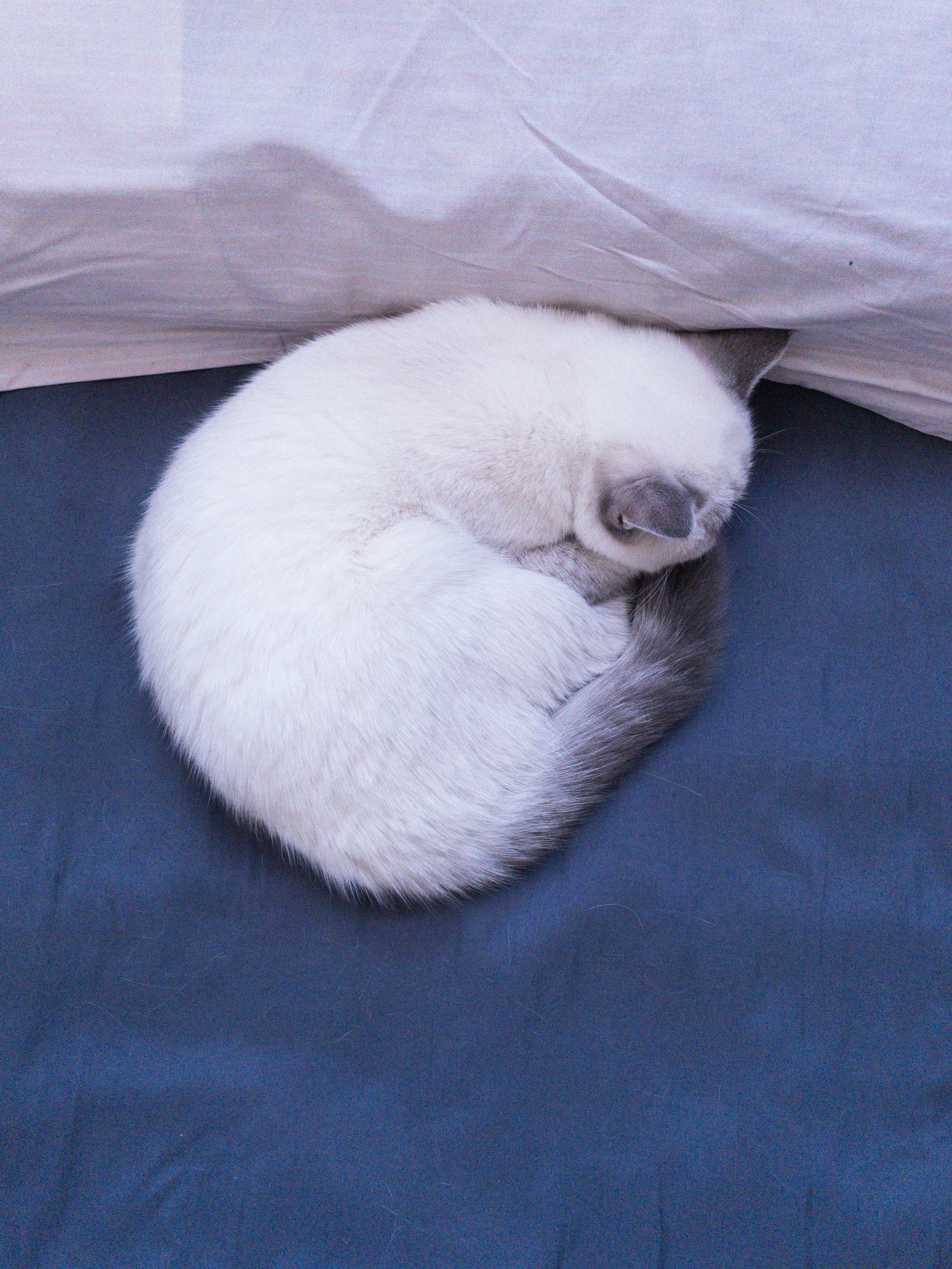 A white cat curls up for a nap.