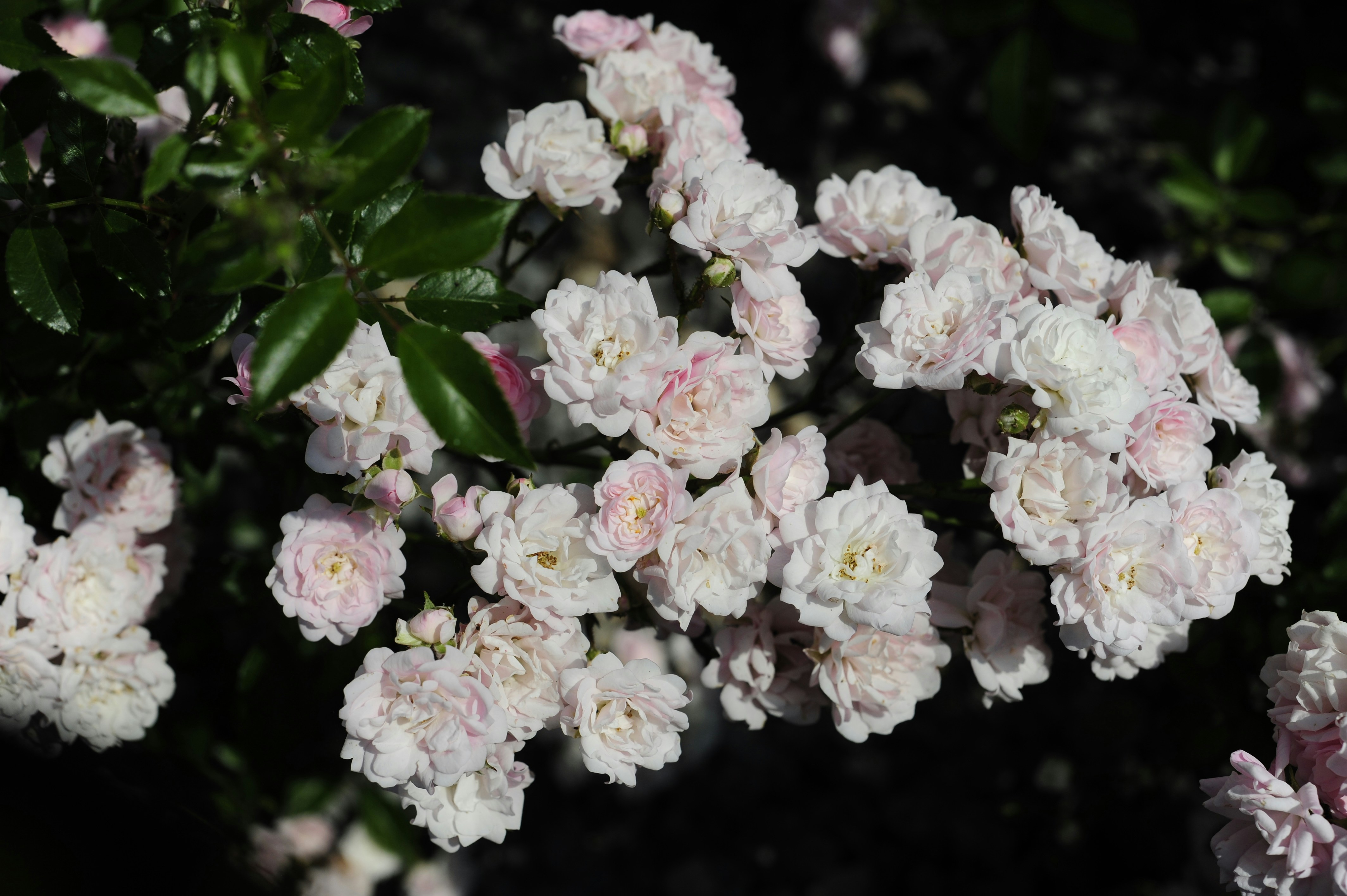 Whispers of Spring: A Floral Embrace