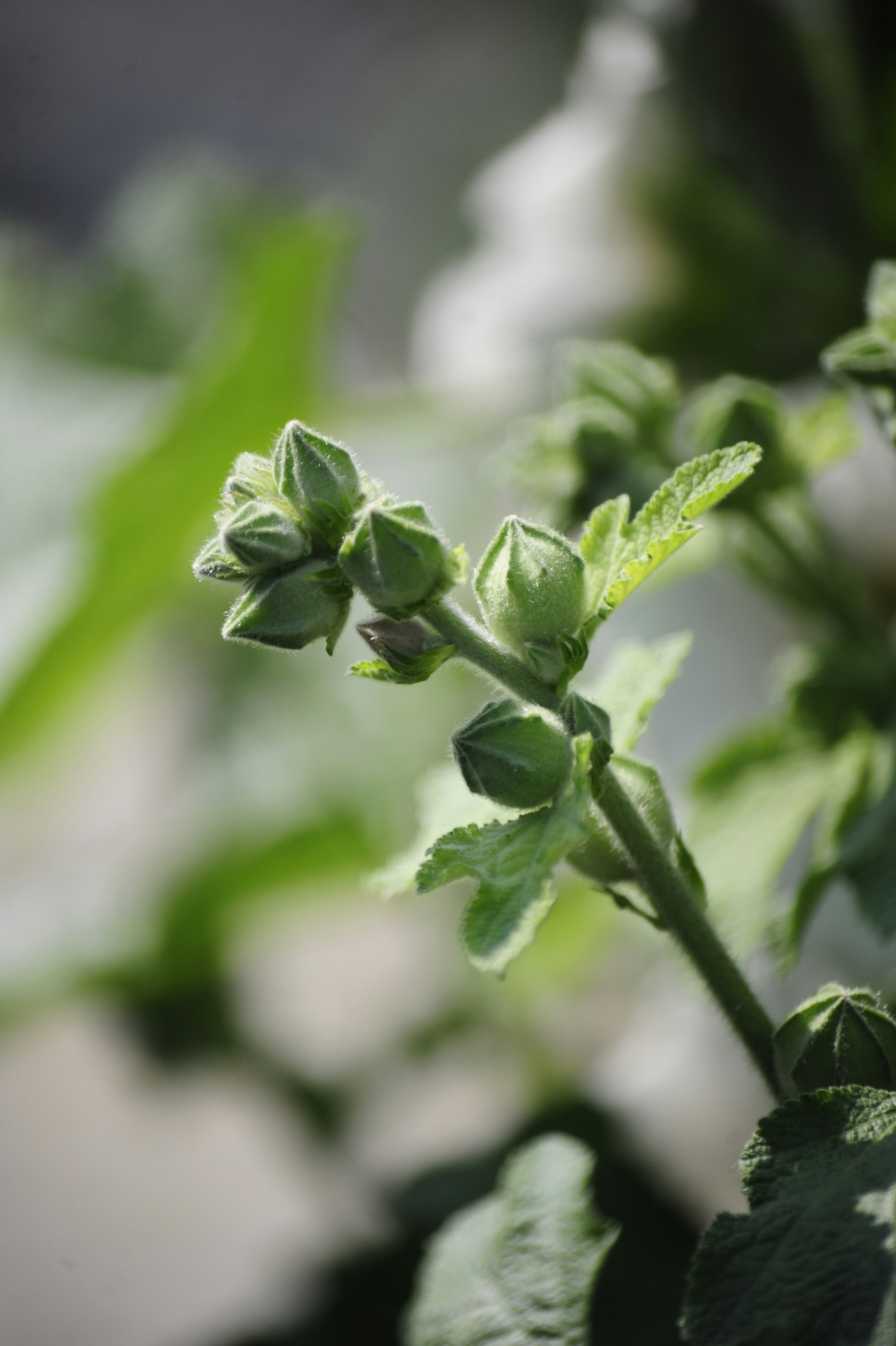 Emerging Buds: Nature's Anticipation