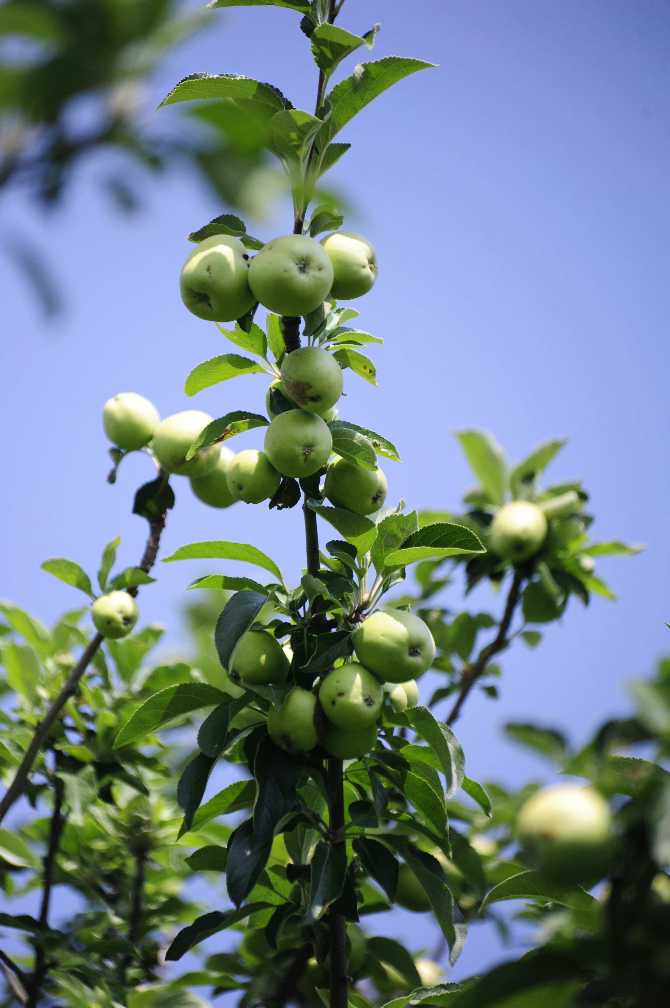 Emerald Apple Cluster on a Sunlit Branch Against a Cerulean Sky