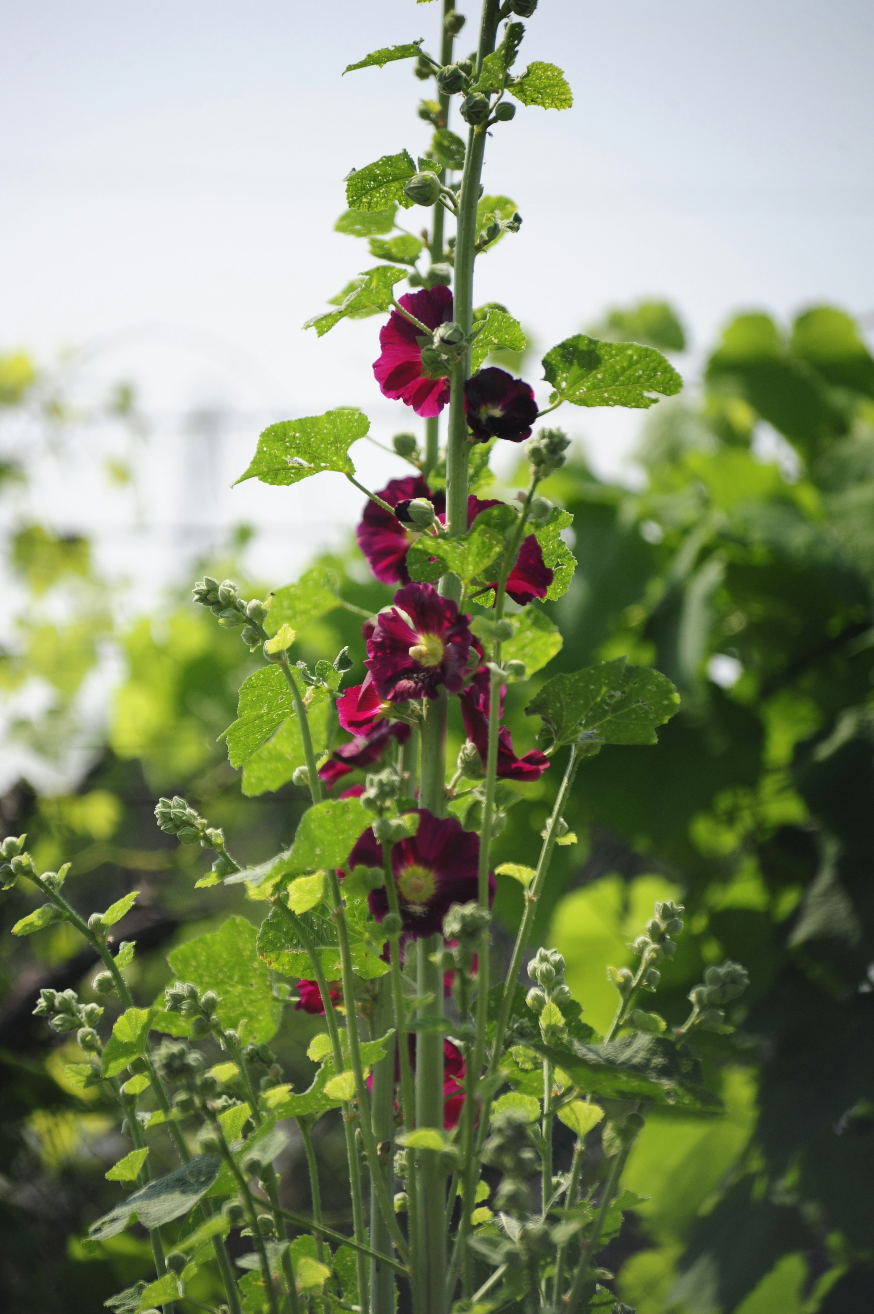 Crimson Hollyhock Ascending in Morning Light