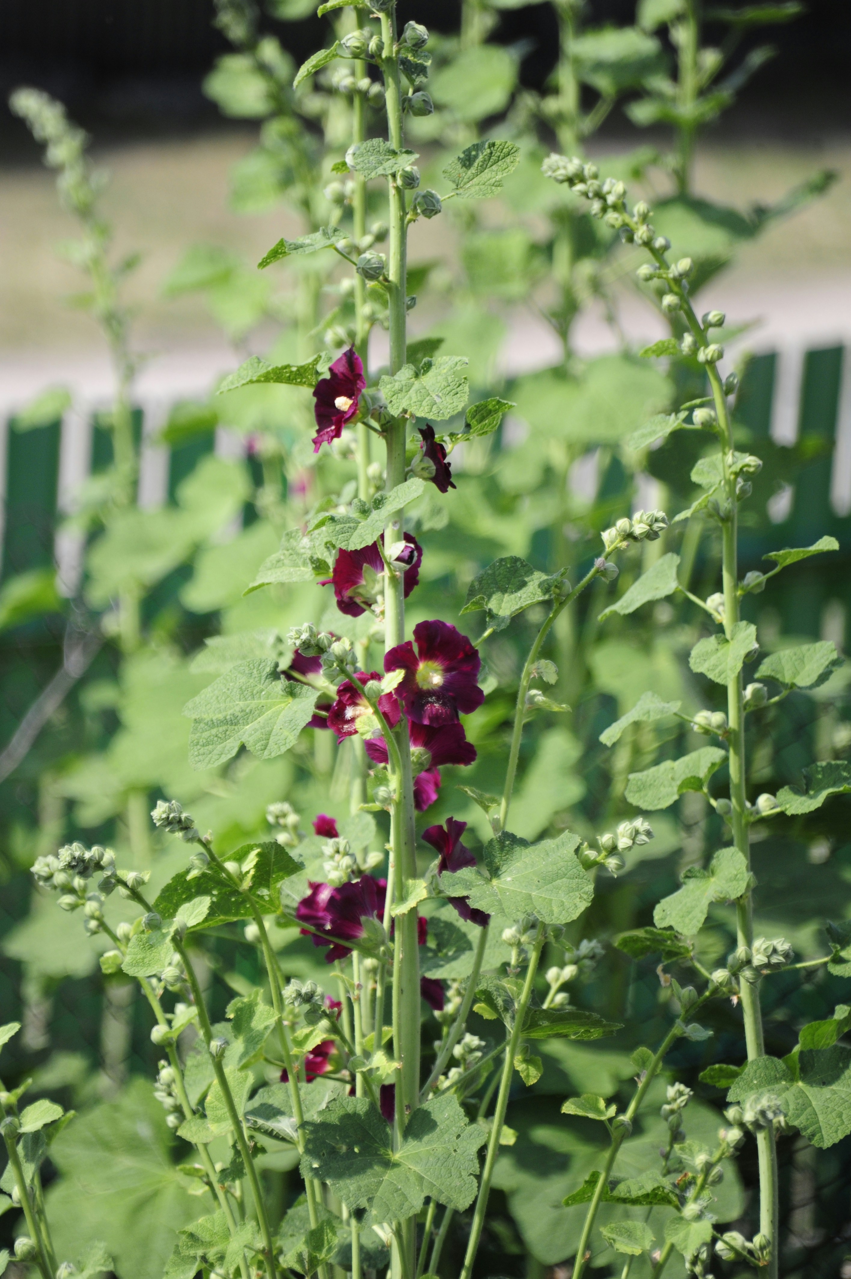 Crimson-flowered stalks rise through soft garden greens