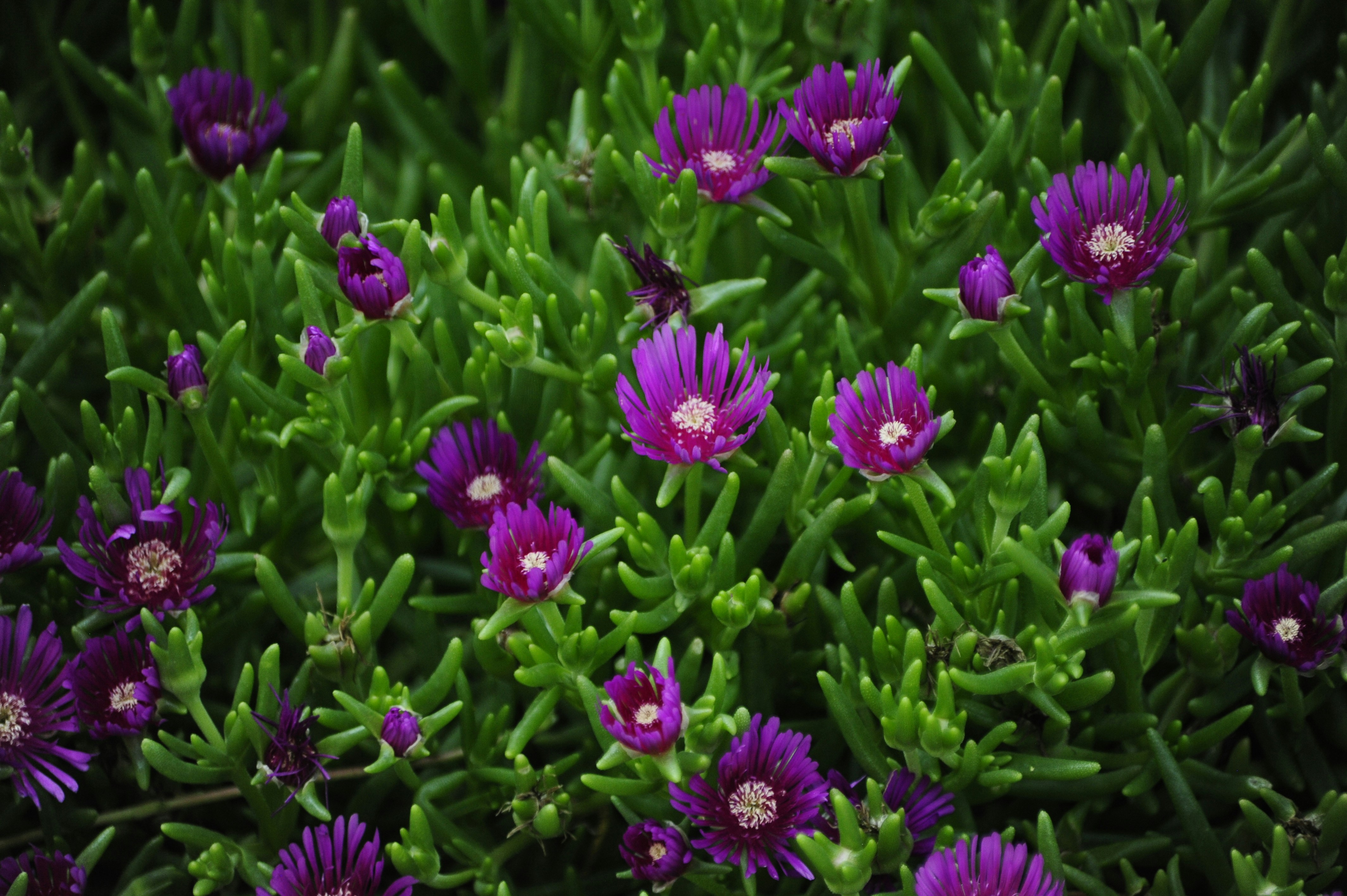 Lavender Crown: A Bed of Purple Blooms Amid Emerald Foliage