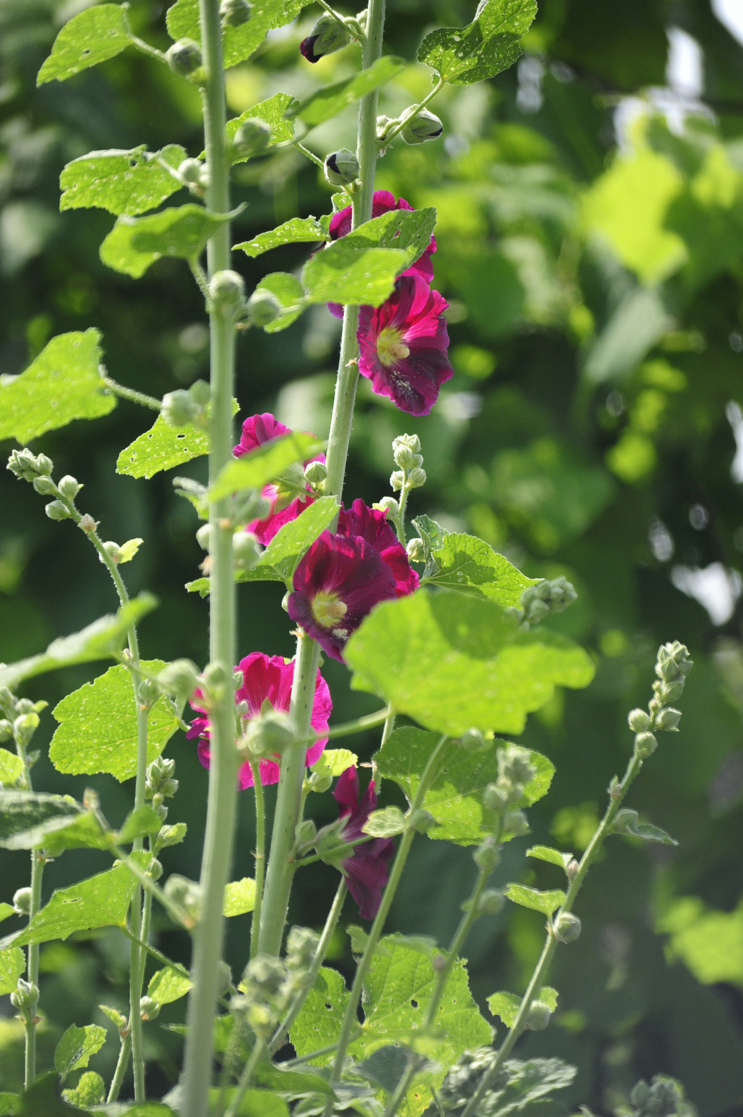 Pink flowers bloom among green leaves.