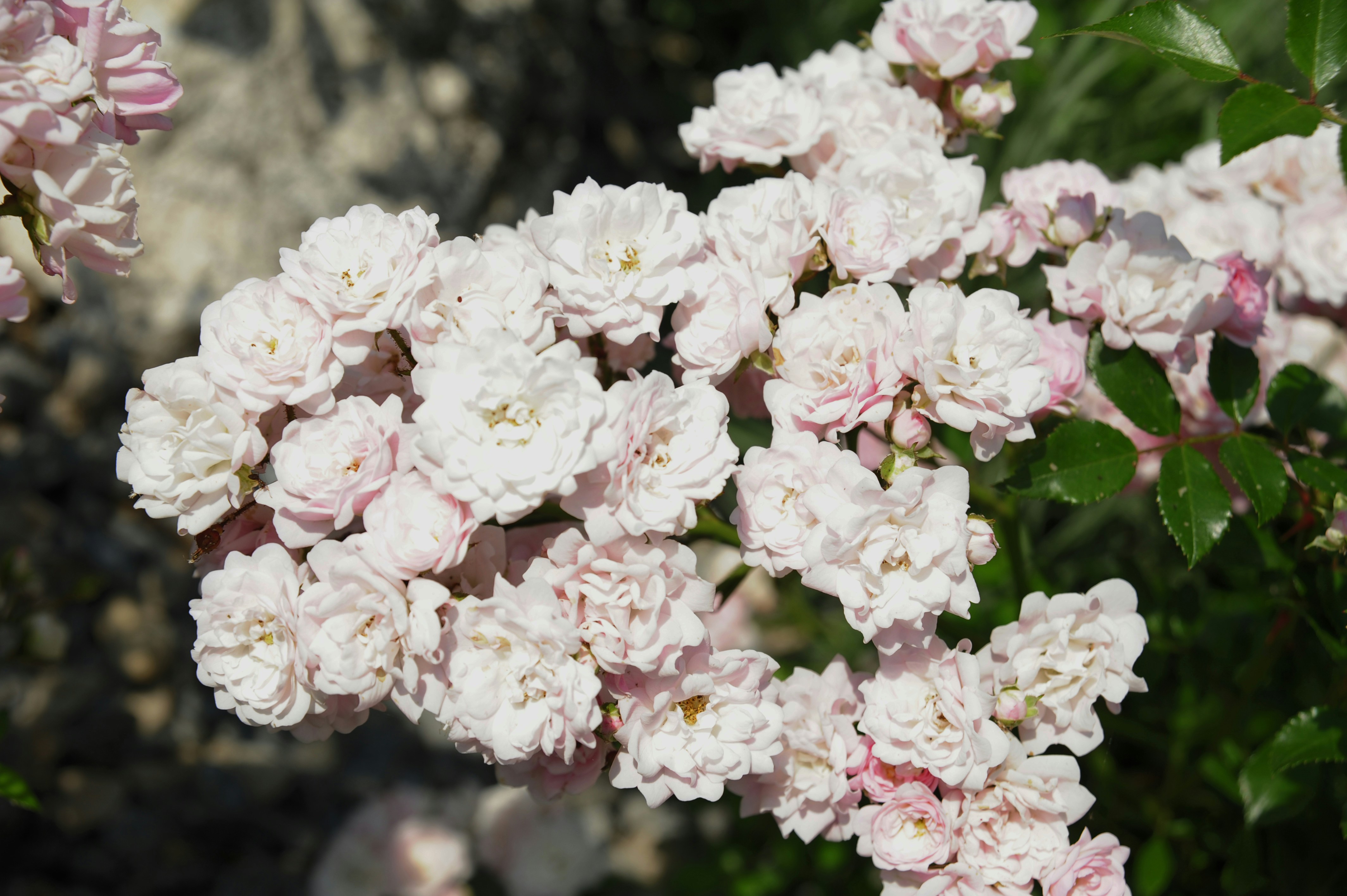 A cluster of light pink roses blooms beautifully. photo – Free ...