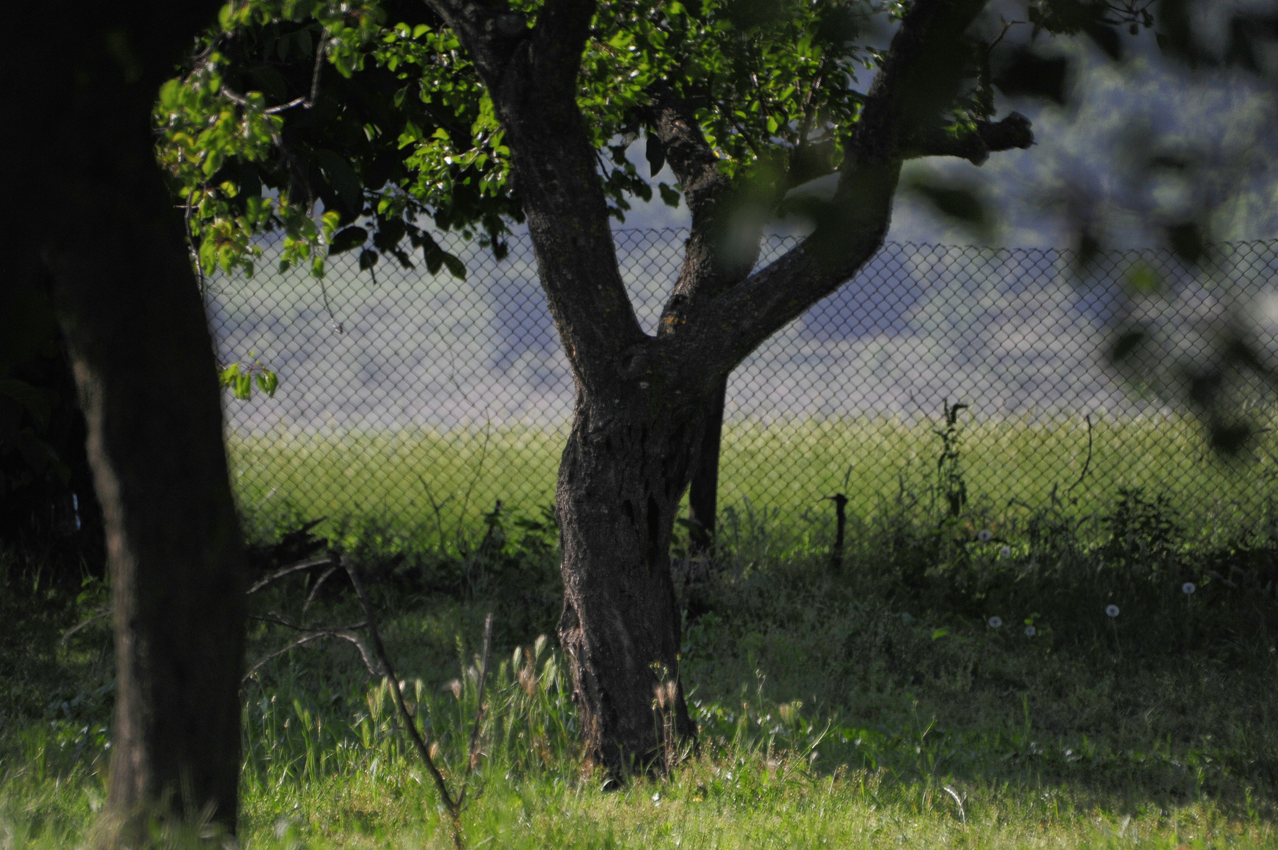 A solitary tree stands amidst a verdant landscape, partially obscured by foliage, with a soft-focus background hinting at a serene field beyond.