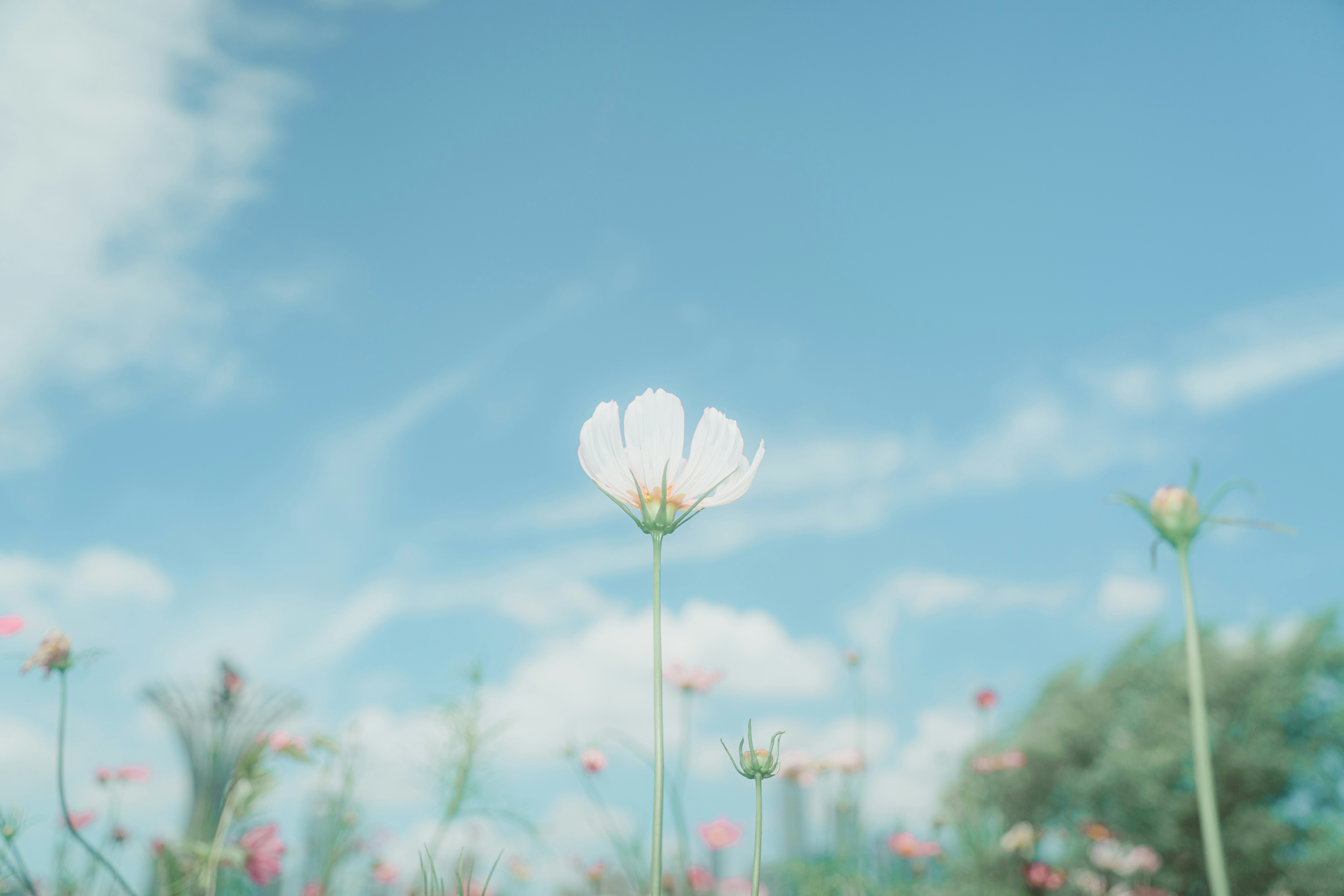 A single white flower stands tall against a backdrop of soft blue skies and distant greenery, embodying the essence of spring's renewal.