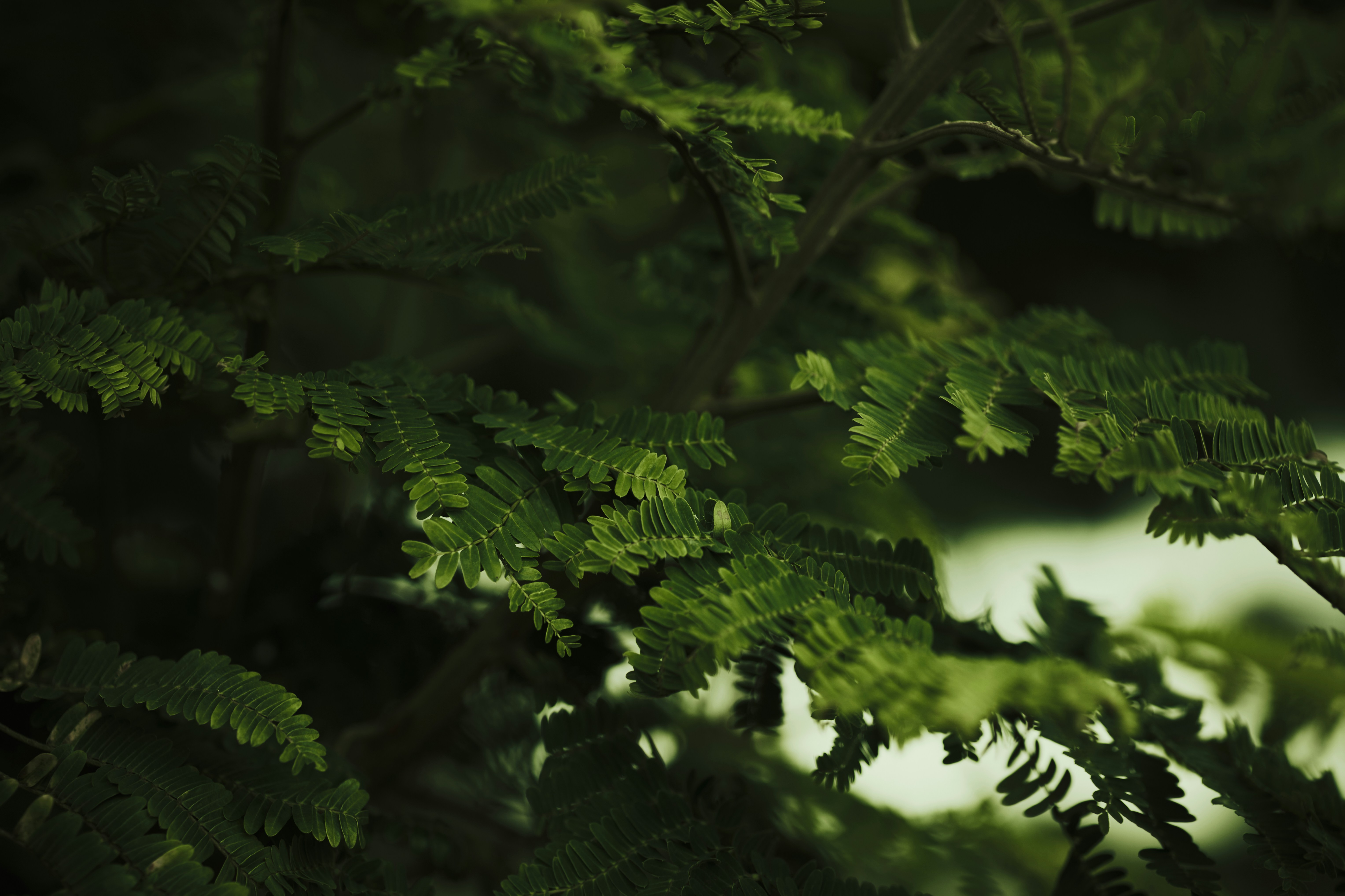 Close-up of lush green fern leaves, showcasing intricate textures and patterns in a natural setting.