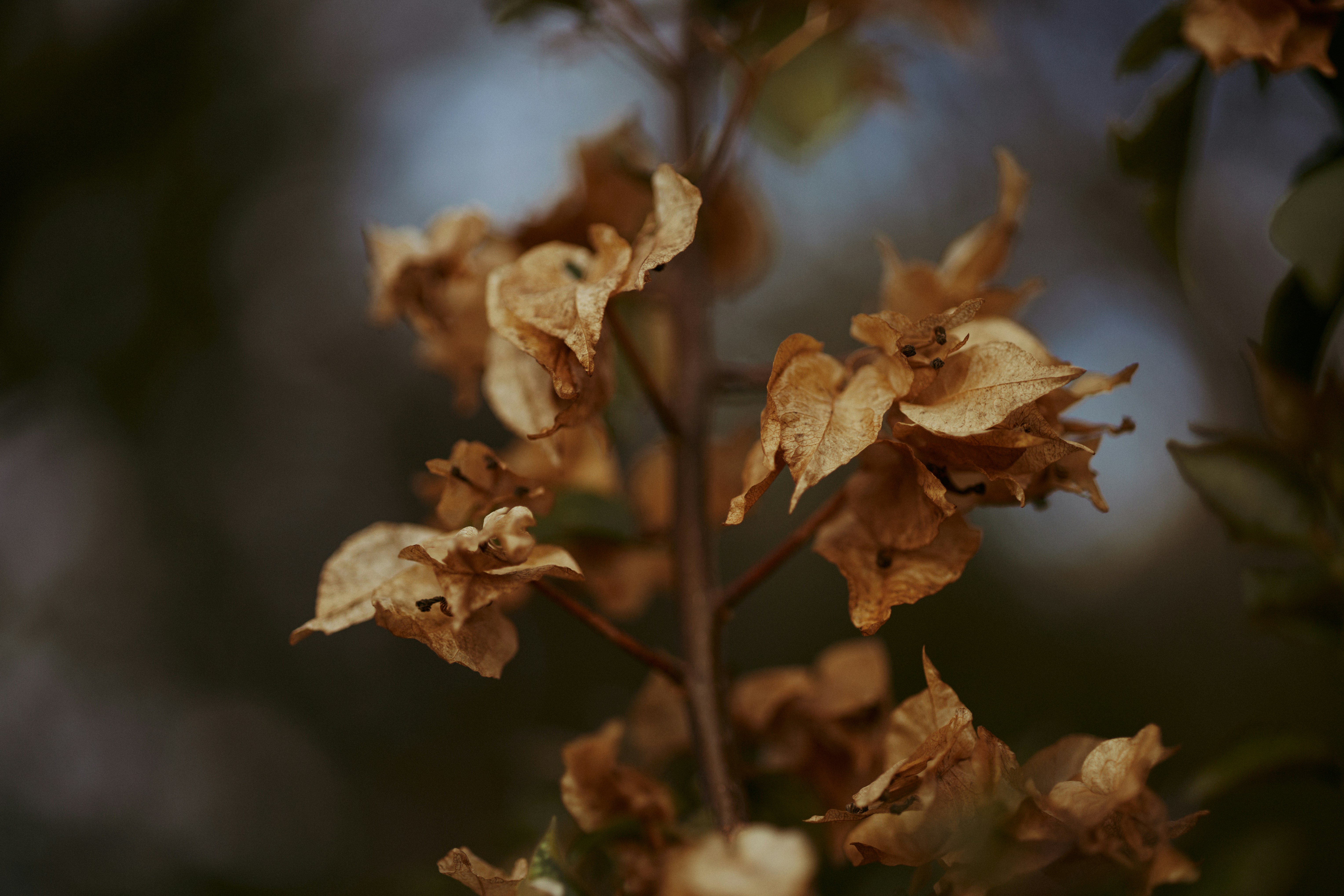 Dried leaves clinging to a branch, illuminated by soft, diffused light, evoke the essence of a fading season.