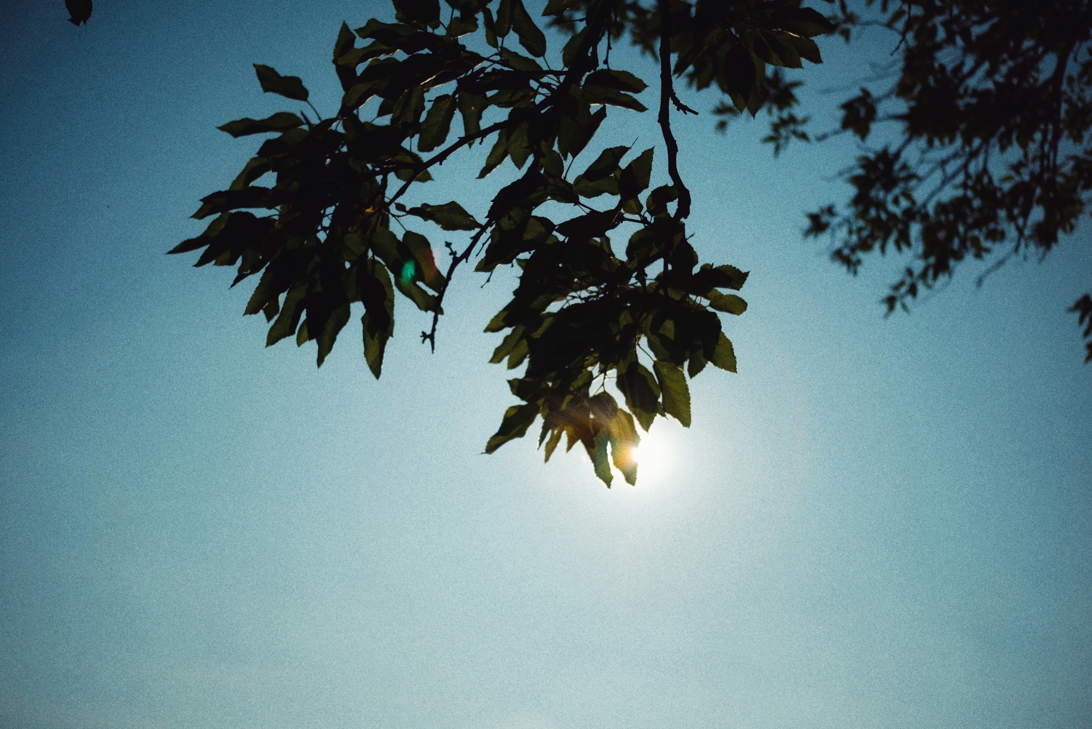 Fuji | Sunlight shines through tree leaves against a blue sky.