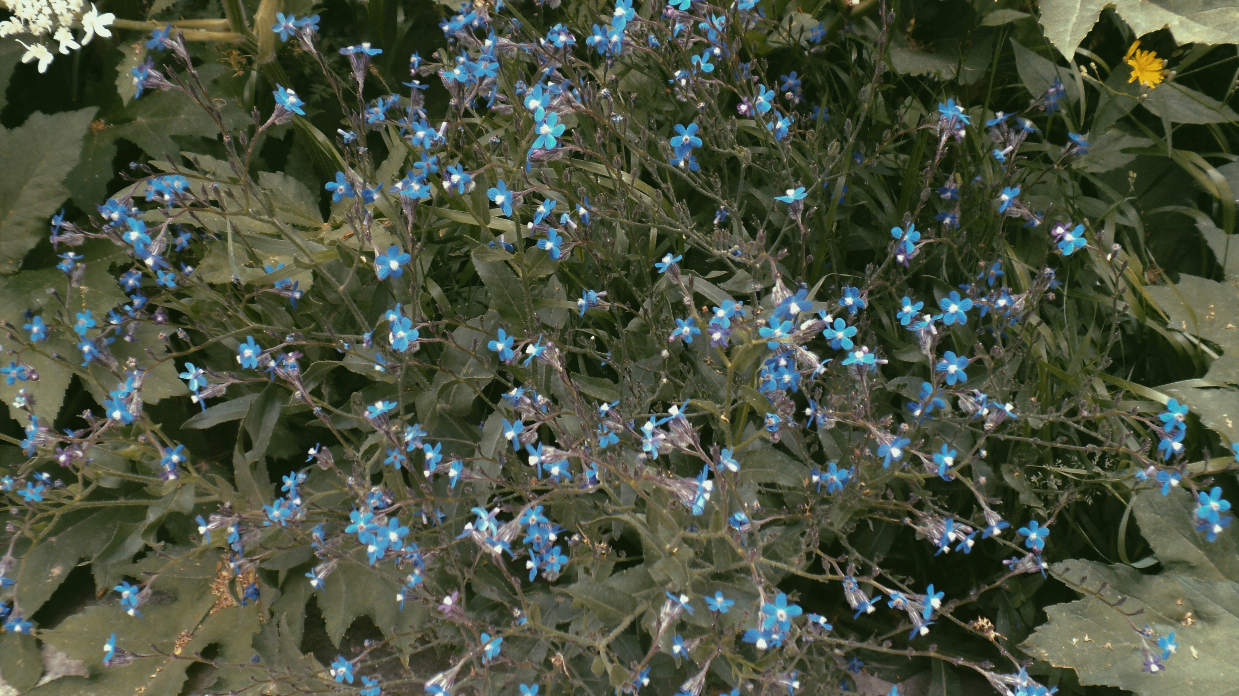 A Galaxy of Blue on a Canvas of Green. | Tiny blue flowers bloom amidst lush green foliage.