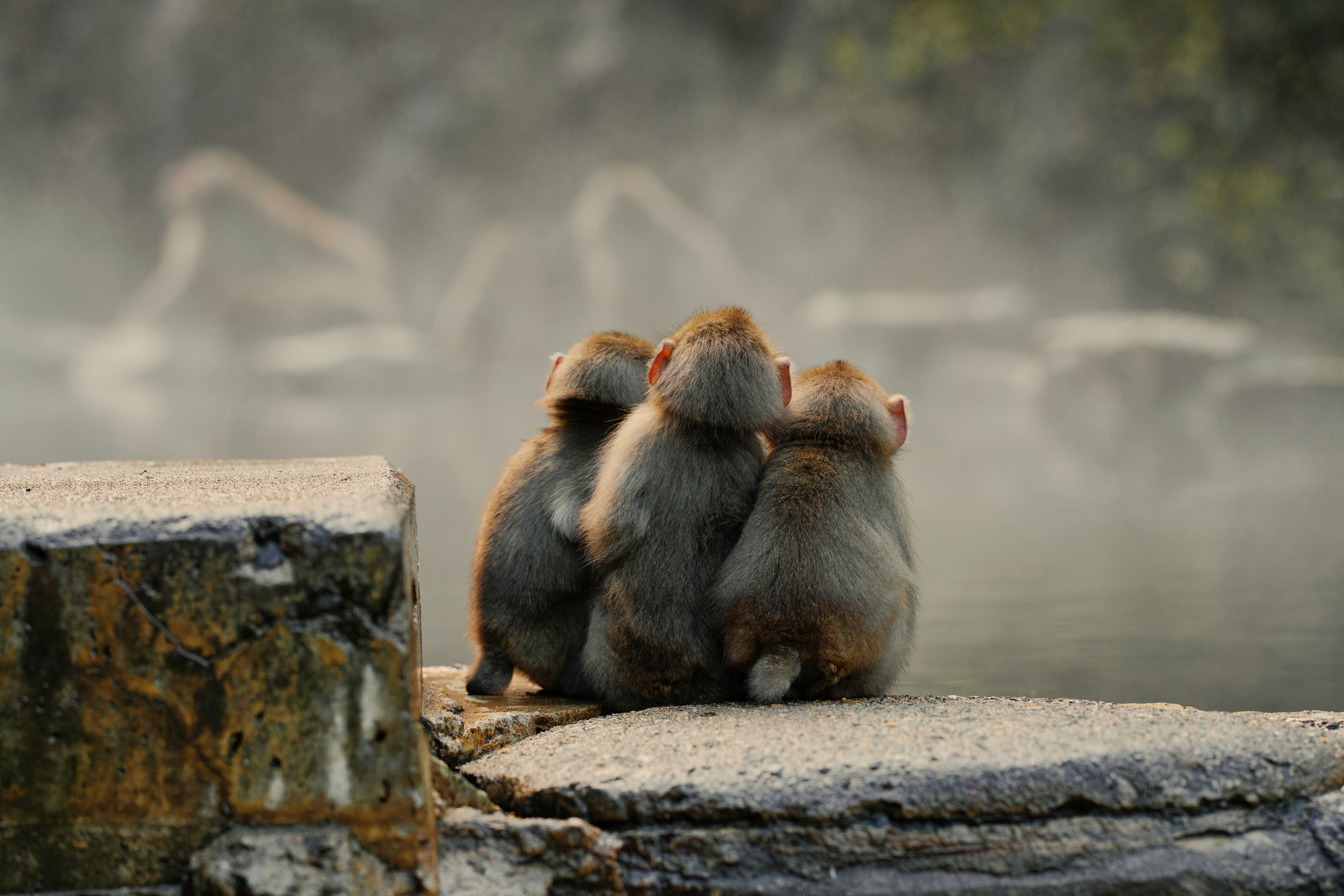 Warm Embrace in a Misty Retreat