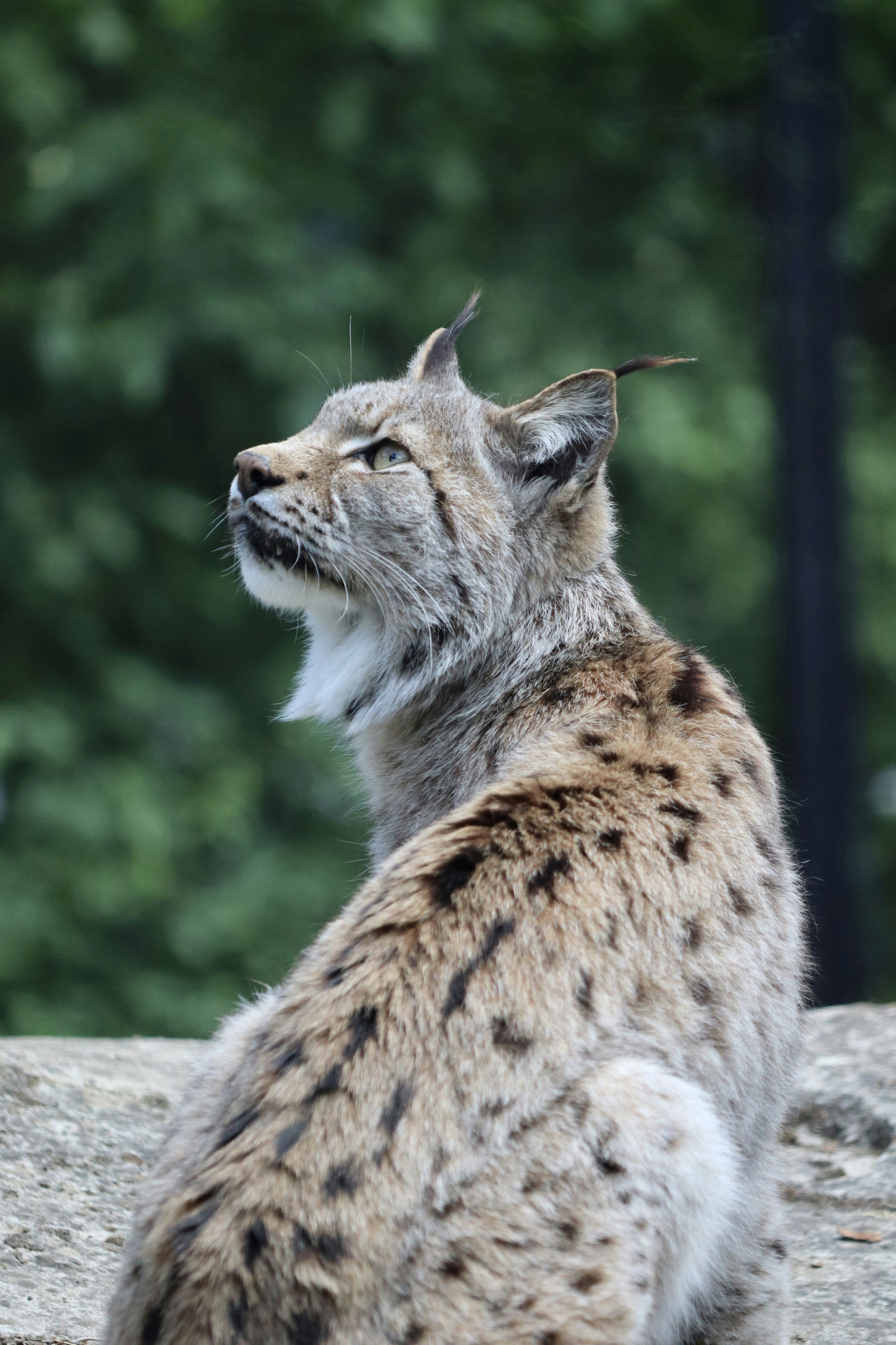 Lynx gazing thoughtfully into the distance, showcasing its distinctive tufted ears and spotted fur against a blurred green backdrop.