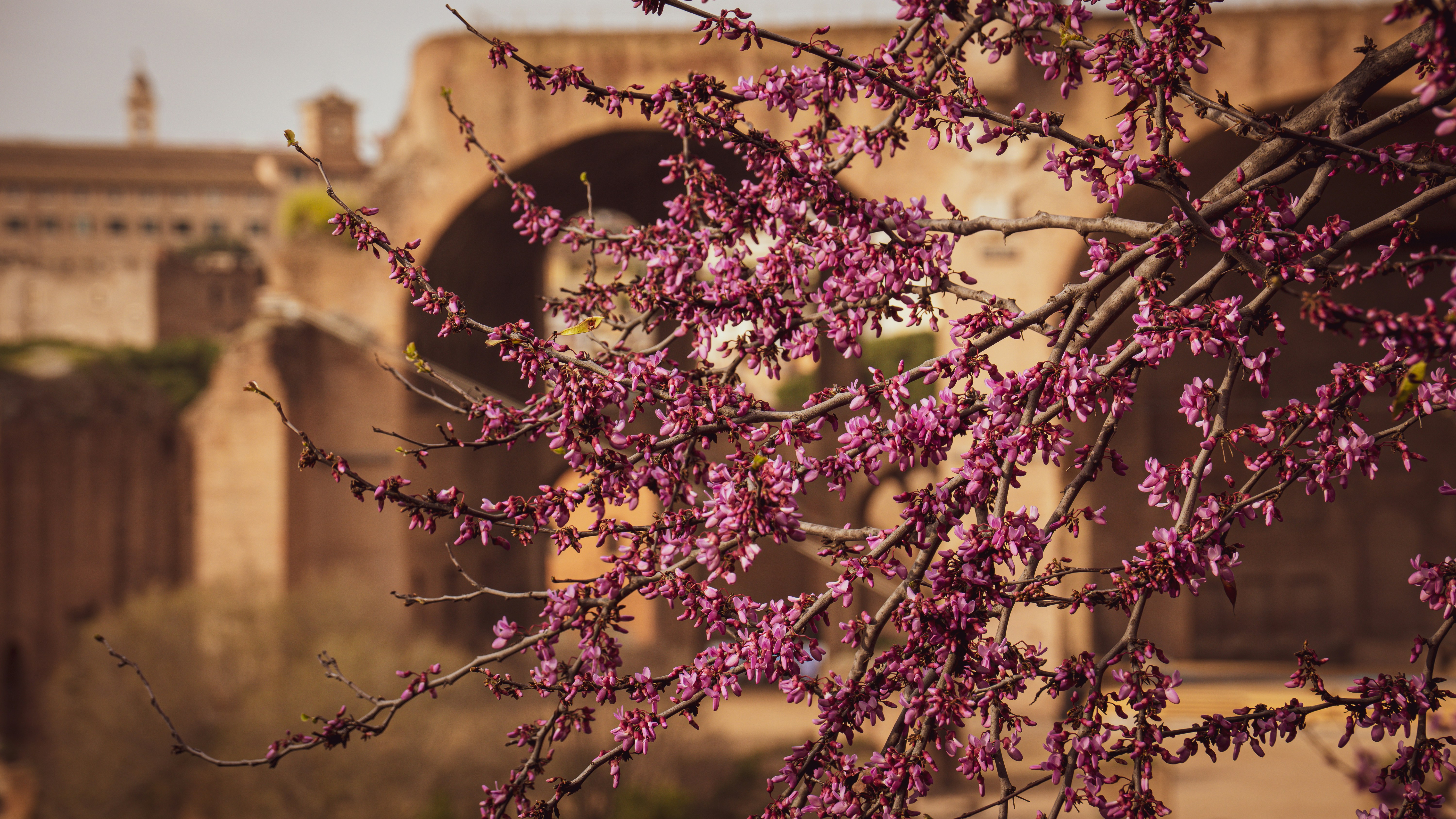 Floral Focus on Blossoms Before a Timeworn Arch