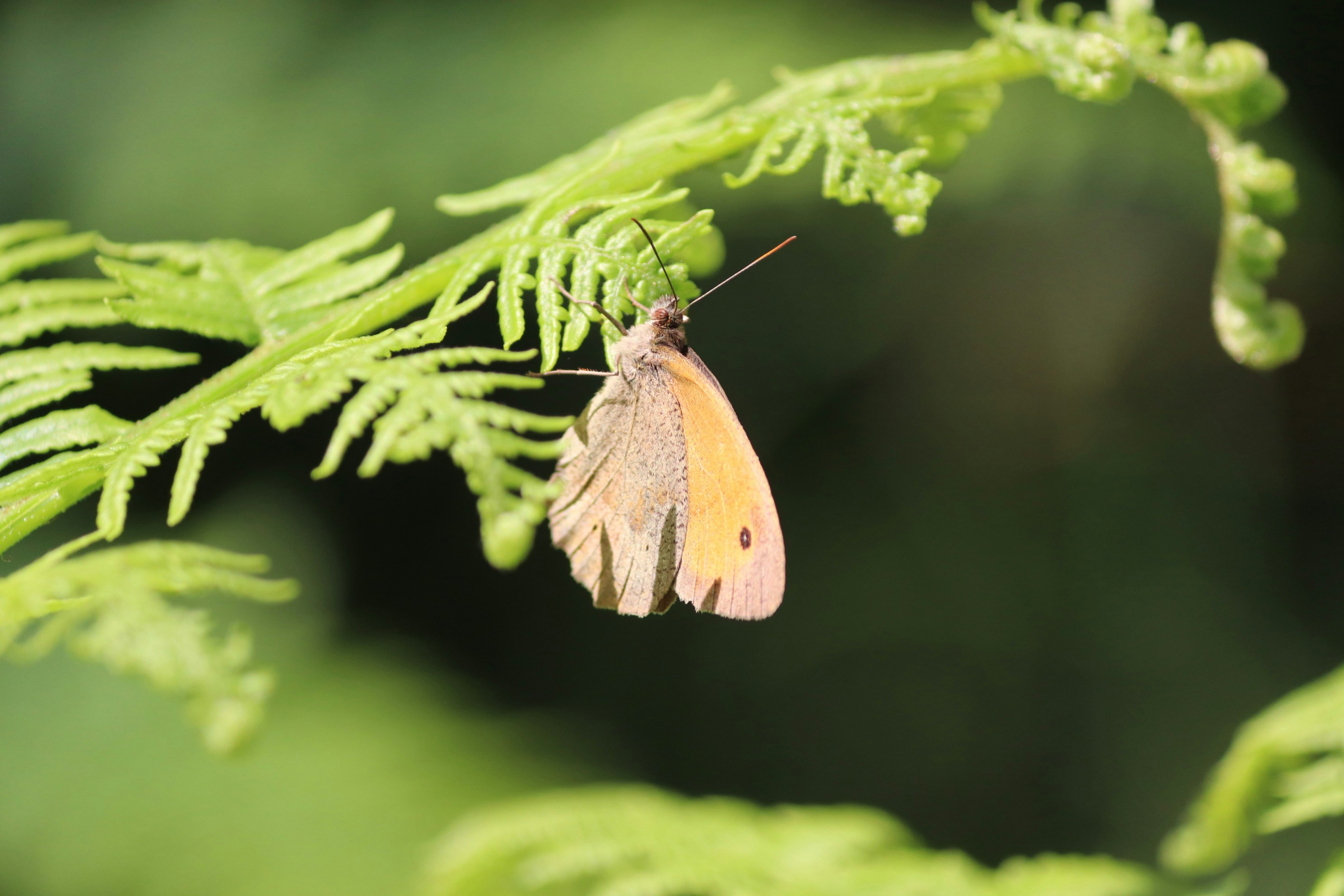 Photo by lucia linet cima with Canon EOS 77D