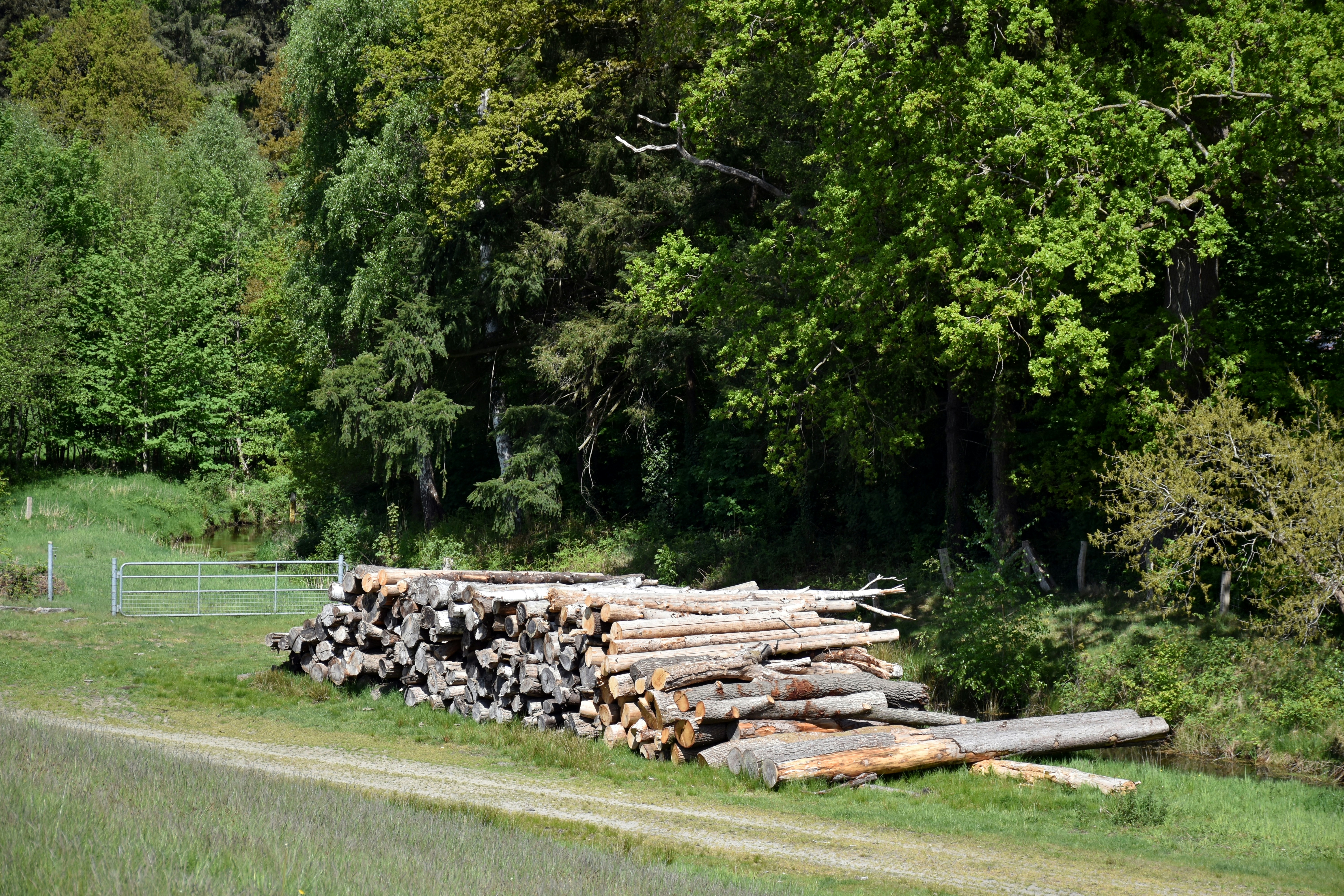 A pile of wood (Nature - Germany) | Logs are piled beside a forest road.