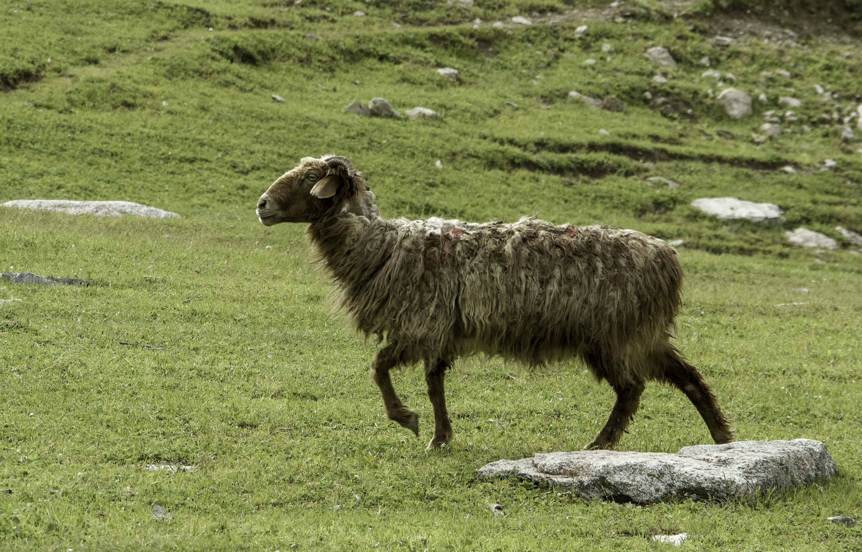 A brown sheep walks on a green meadow.