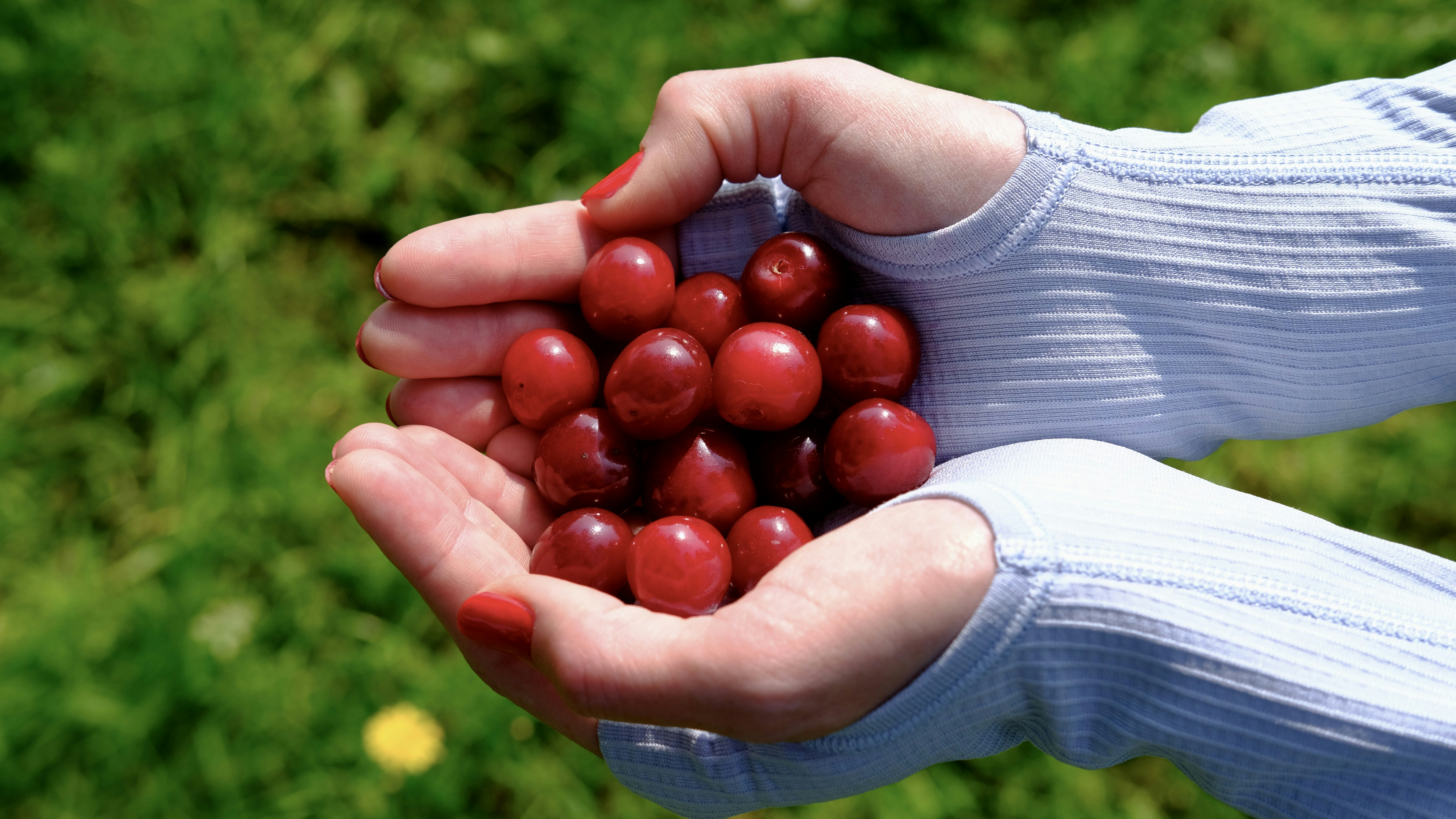 Harvested Nature's Gems: A Handful of Fresh Red Currants