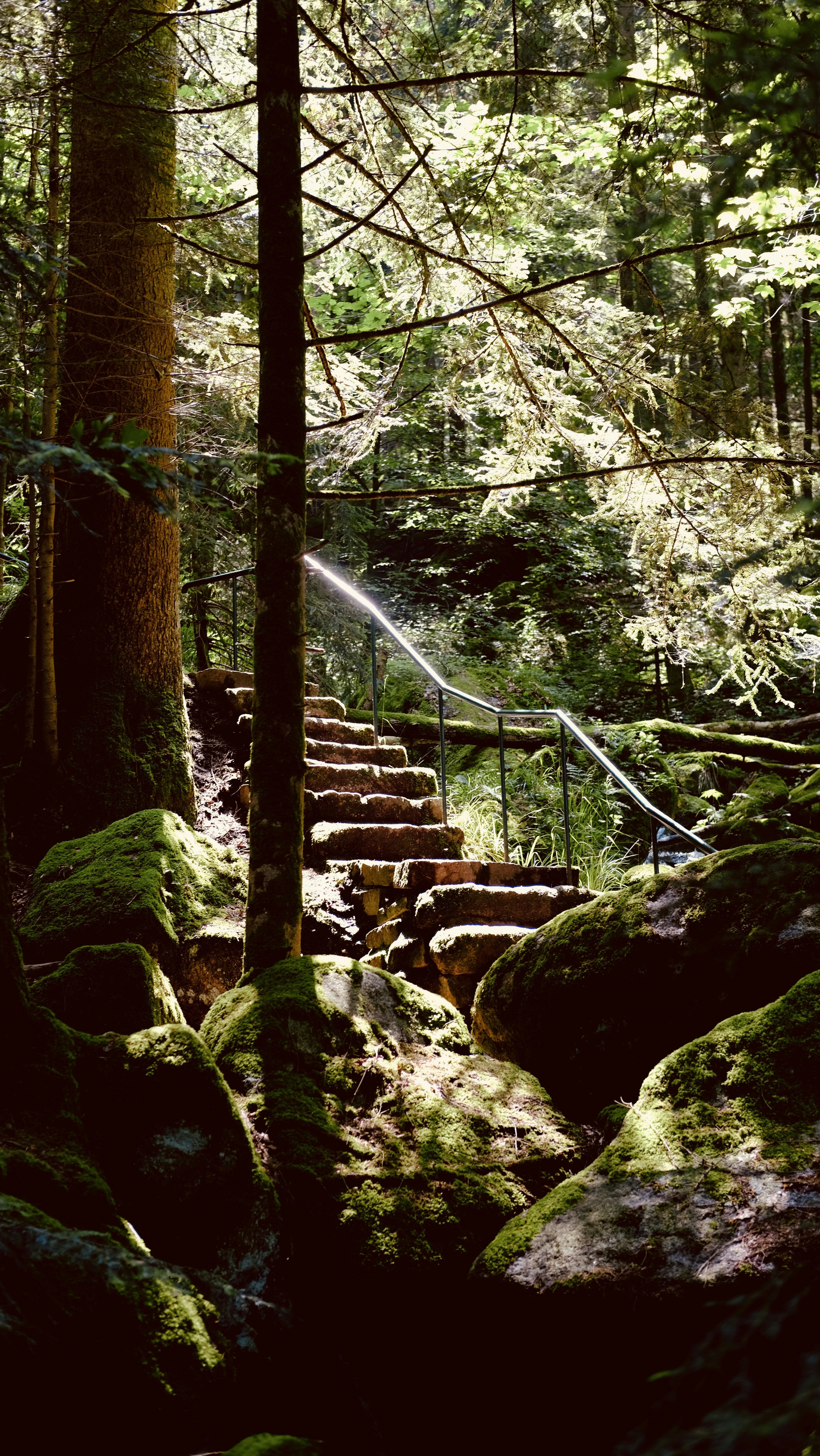 Sunlit Moss Staircase Through a Quiet Forest