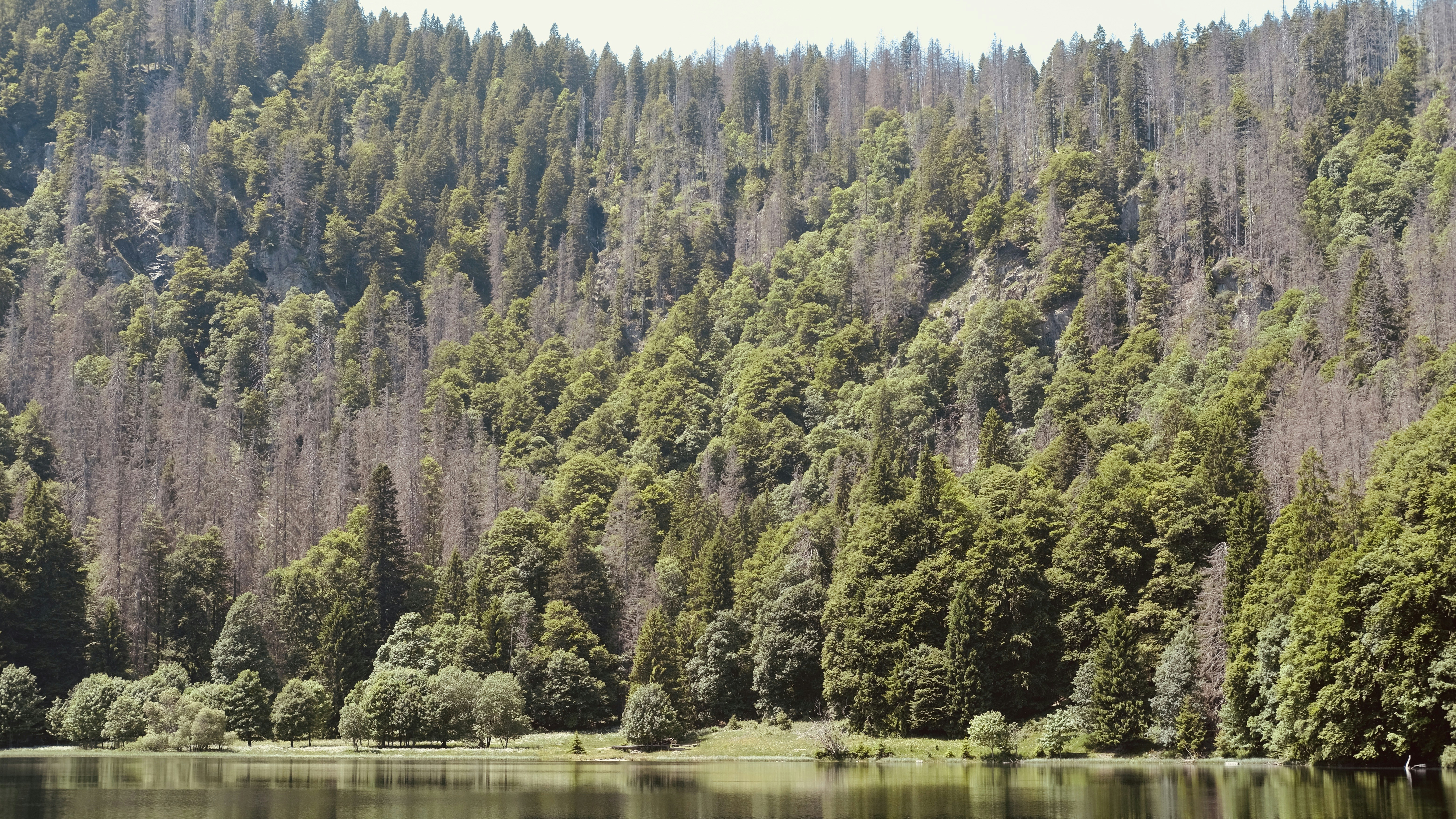 Edge of the Lake: Quiet Forest Curtain